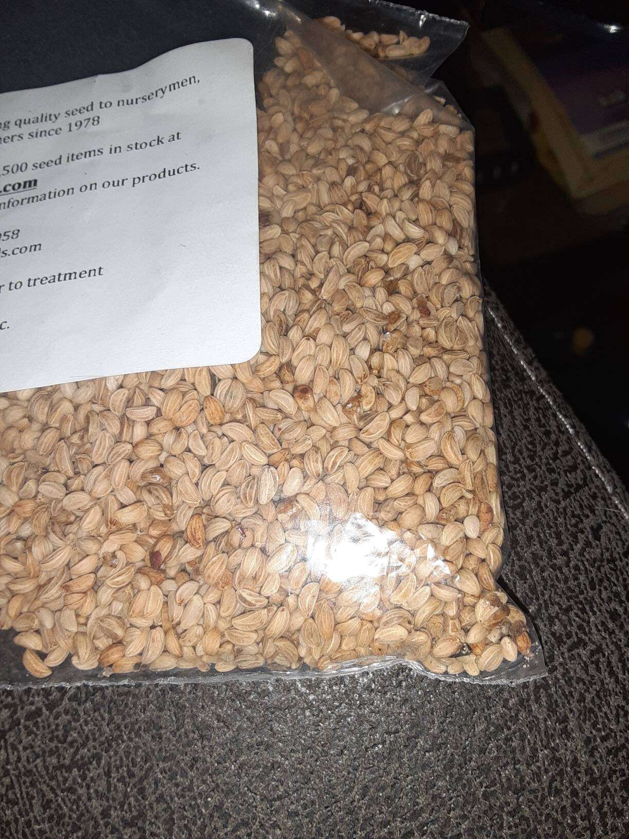 Meadow Holly Tree Seeds (possum haw) | TreeSeedMan.Com TREE, SHRUB ...