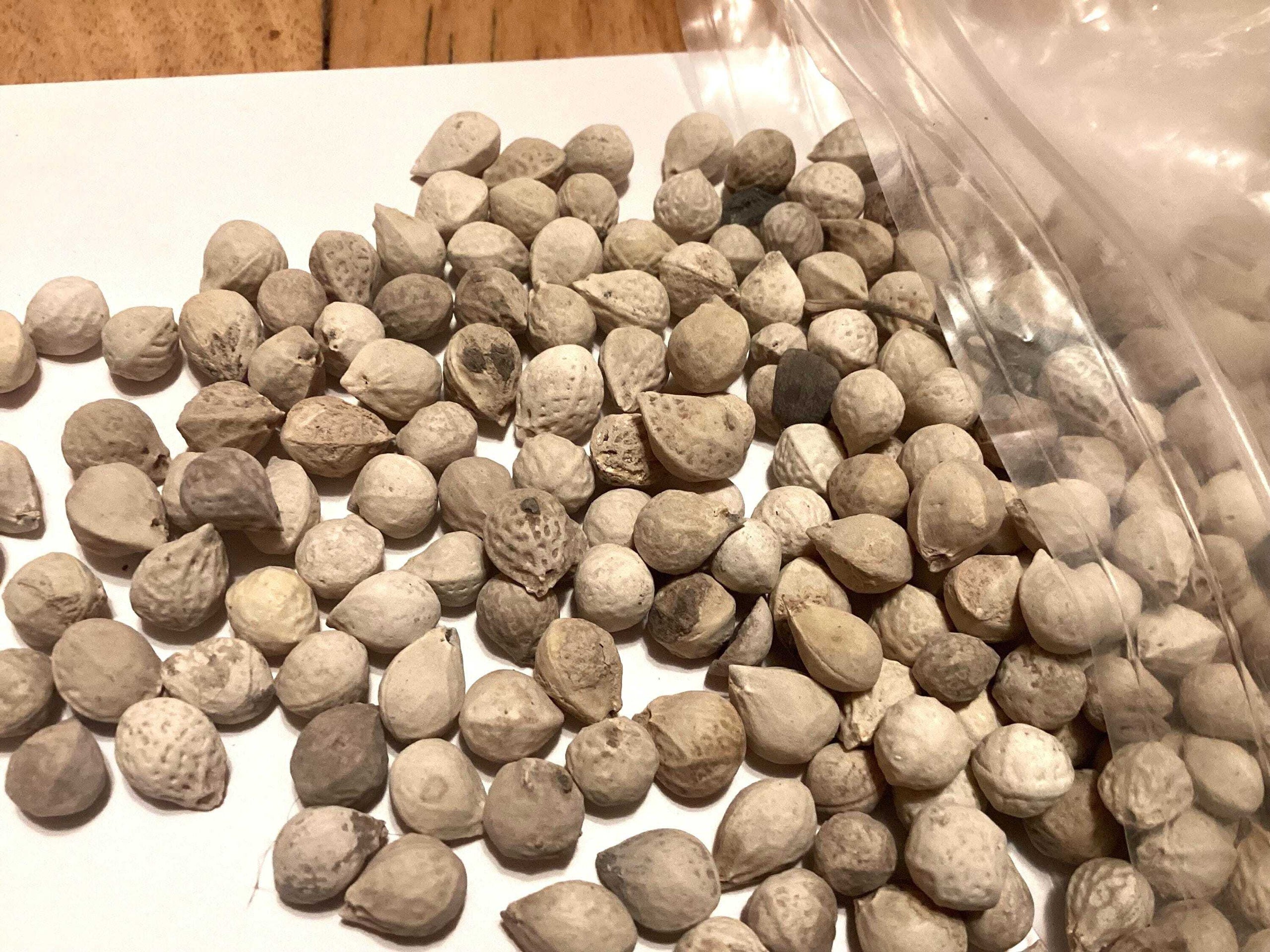 Chinese Hackberry Tree Seeds (Celtis sinensis) (Japanese Hackberry ...