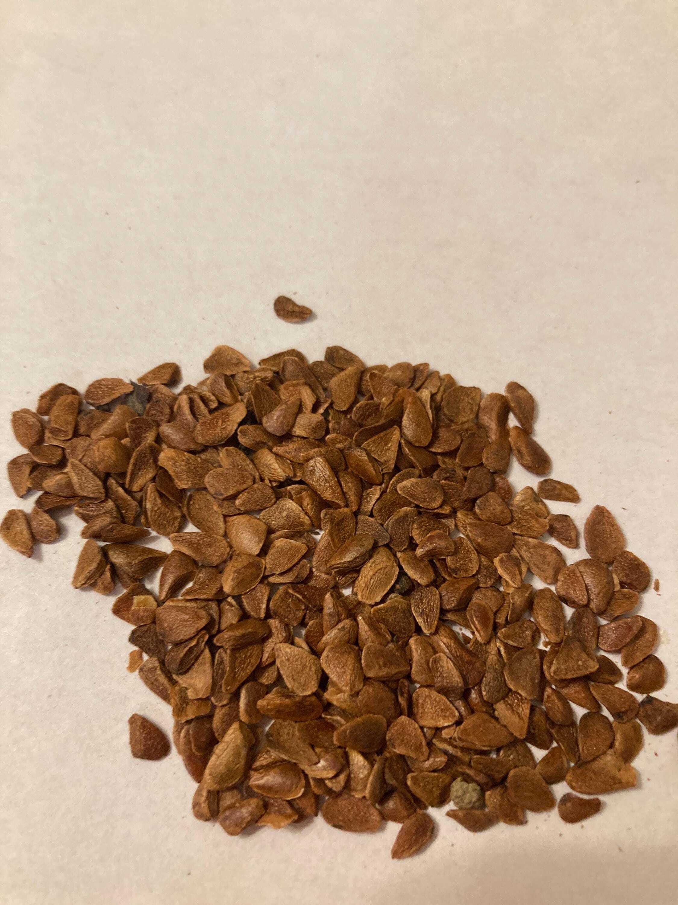 Chinese cedar tree seeds (TOONA SINENSIS) ( Chinese Toon, Red Toon ...