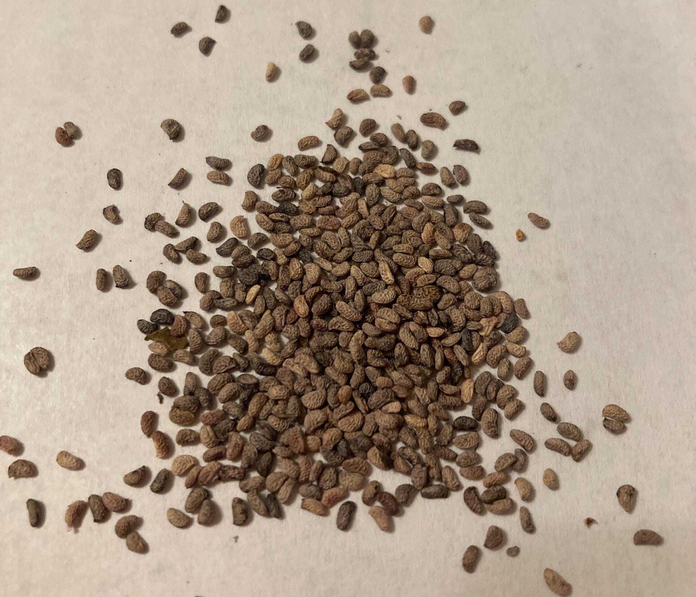 Red Raspberry Seeds (RUBUS IDAEUS) (European Raspberry, Framboise ...