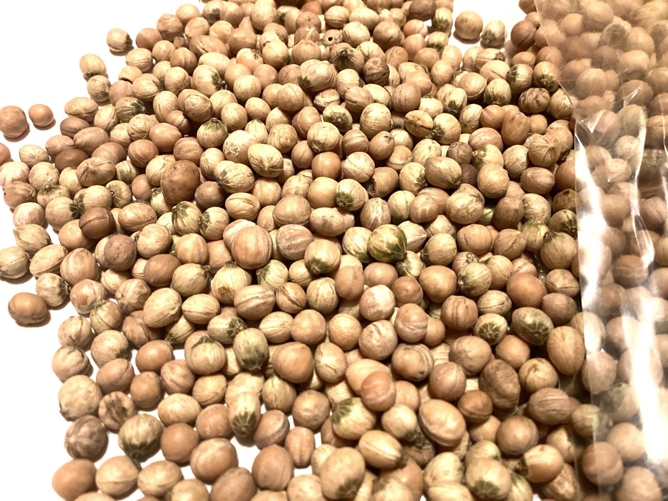 Northern Swamp Dogwood Tree Seeds (CORNUS RACEMOSA) (Gray Dogwood ...