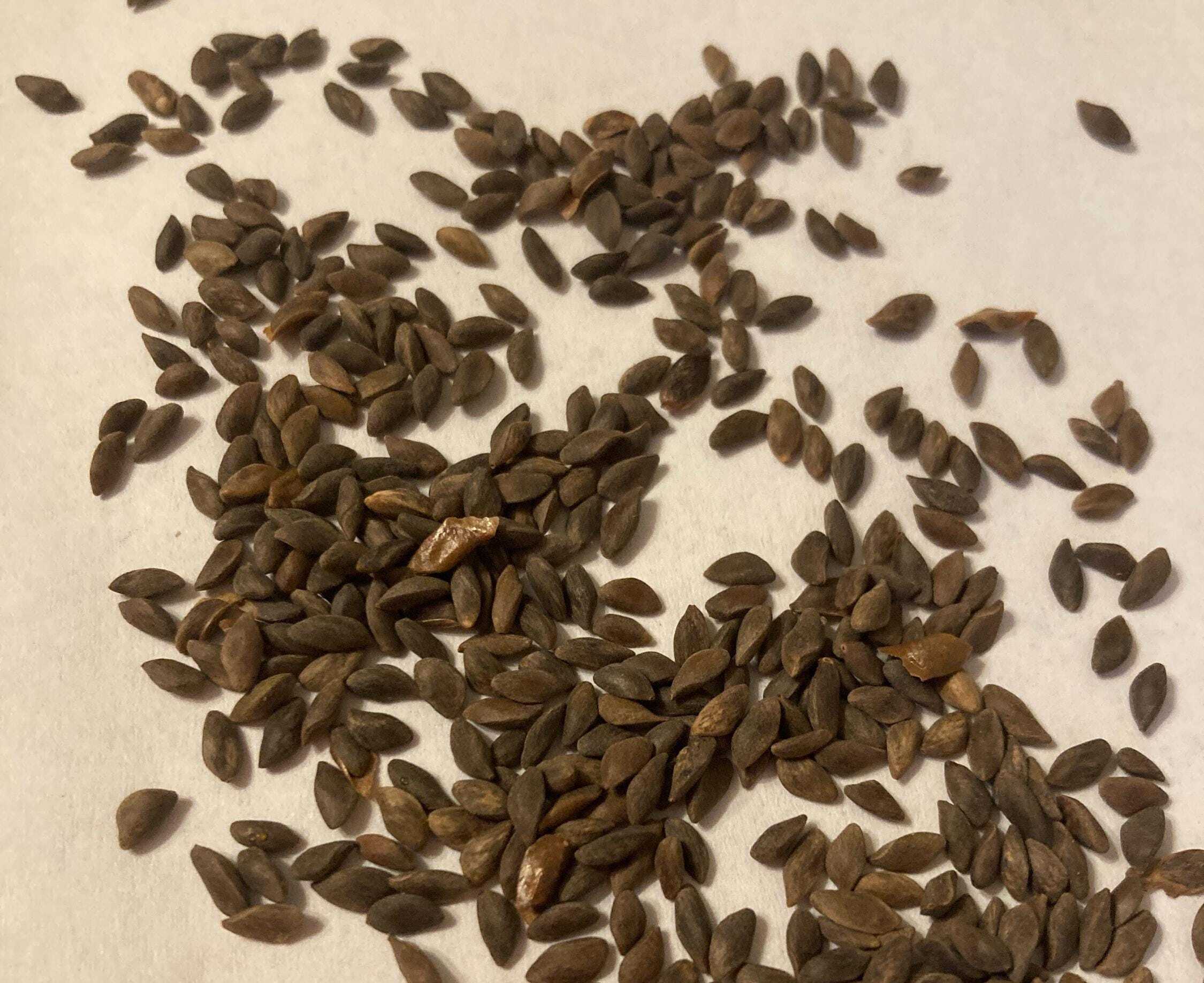 Lijiang Spruce Tree Seeds (PICEA LIKIANGENSIS) | TreeSeedMan.Com TREE ...