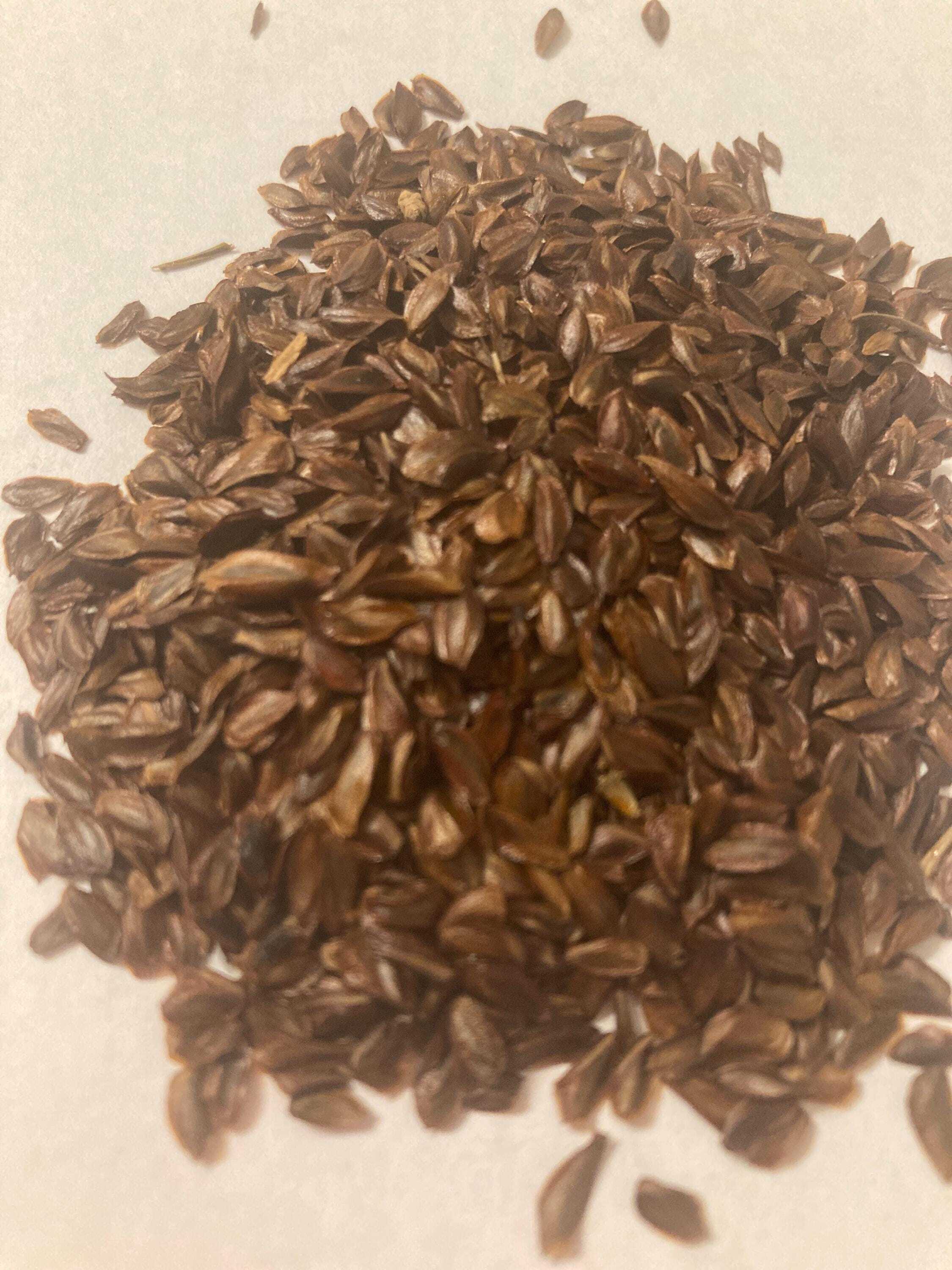 Japanese Red Cedar Tree Seeds (CRYPTOMERICA JAPONICA) (Japanese Cedar ...