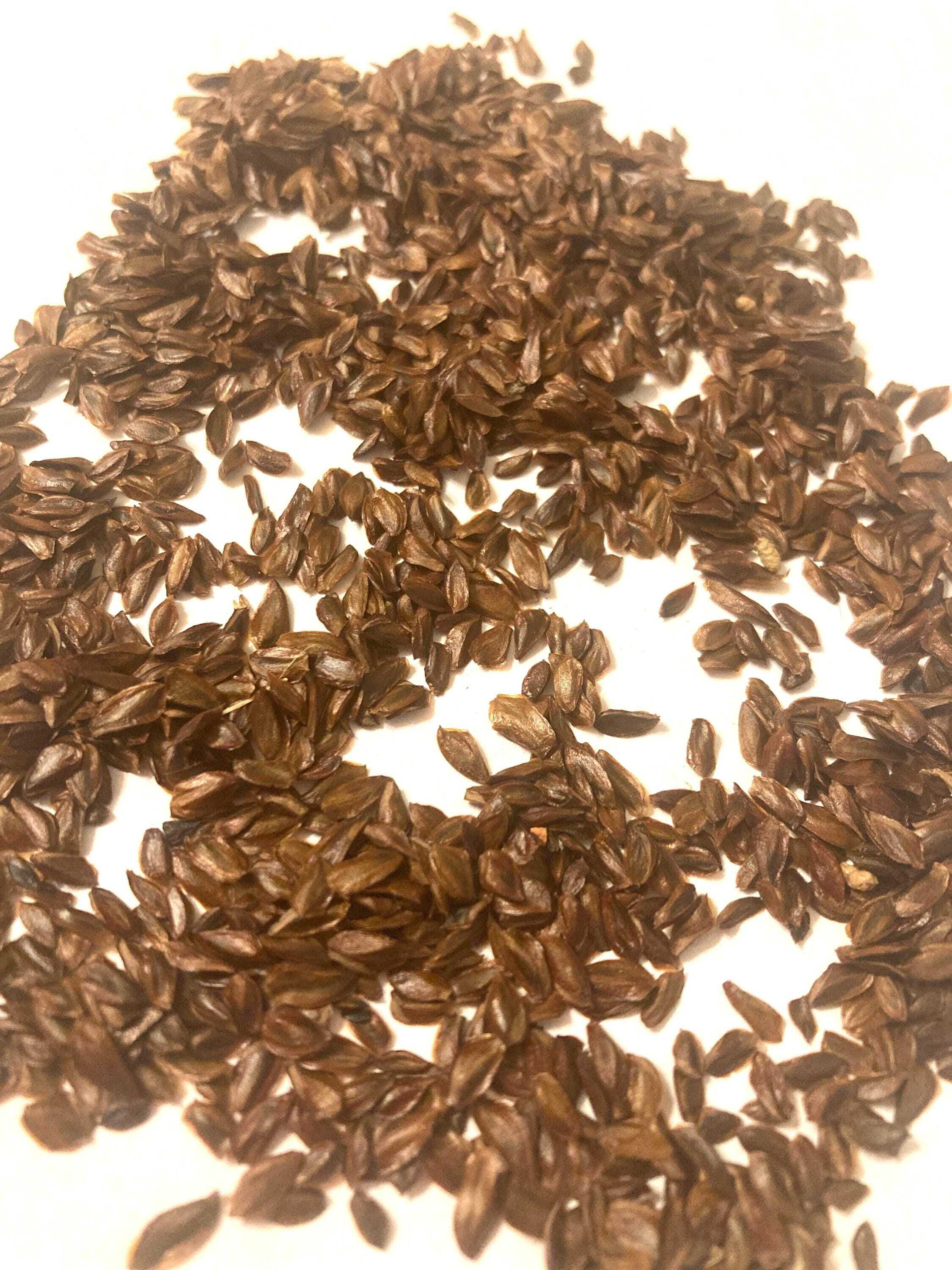 Japanese Red Cedar Tree Seeds (CRYPTOMERICA JAPONICA) (Japanese Cedar ...