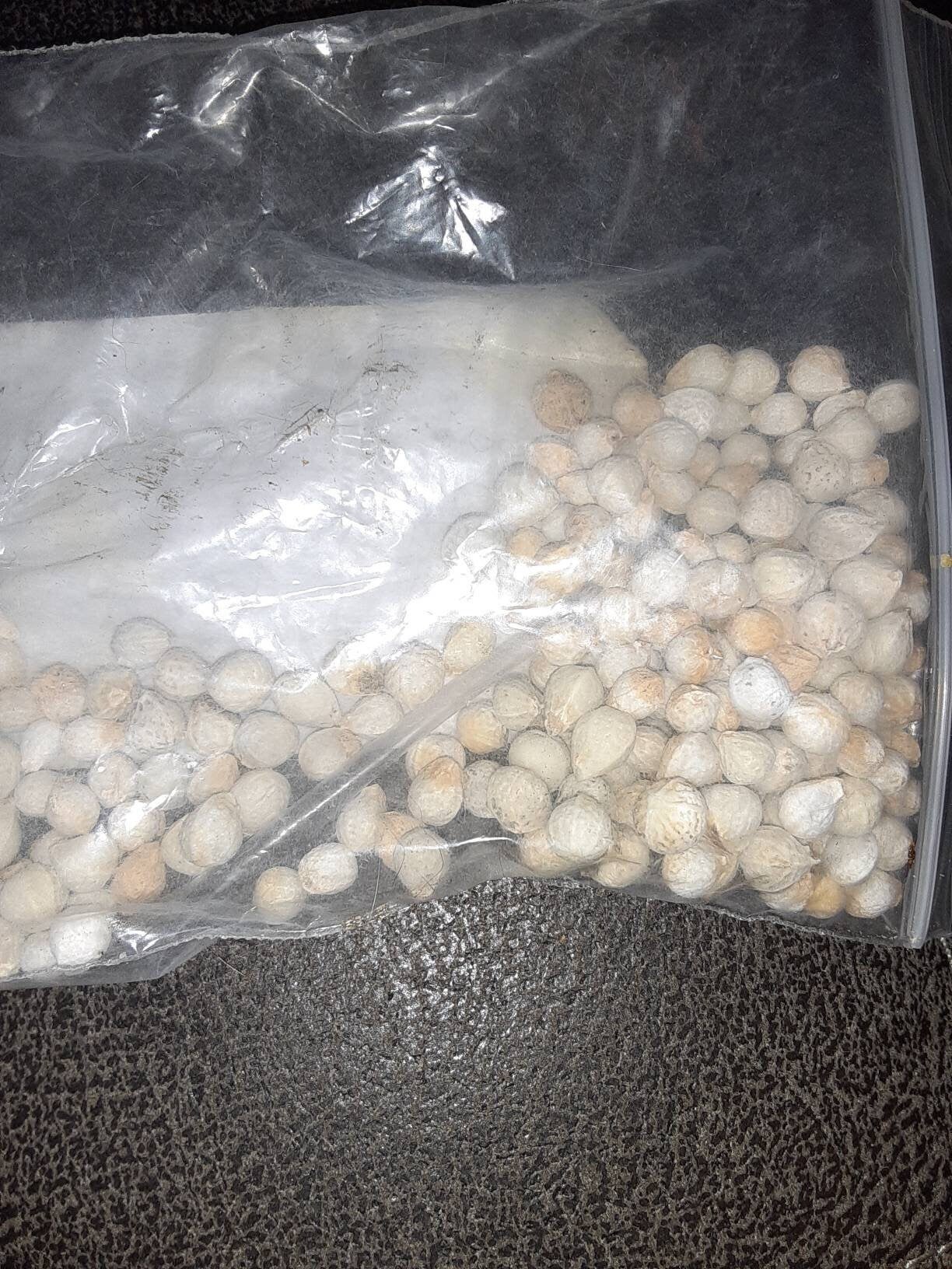 Julian Hackberry Tree Seeds | TreeSeedMan.Com TREE, SHRUB & FLOWER ...