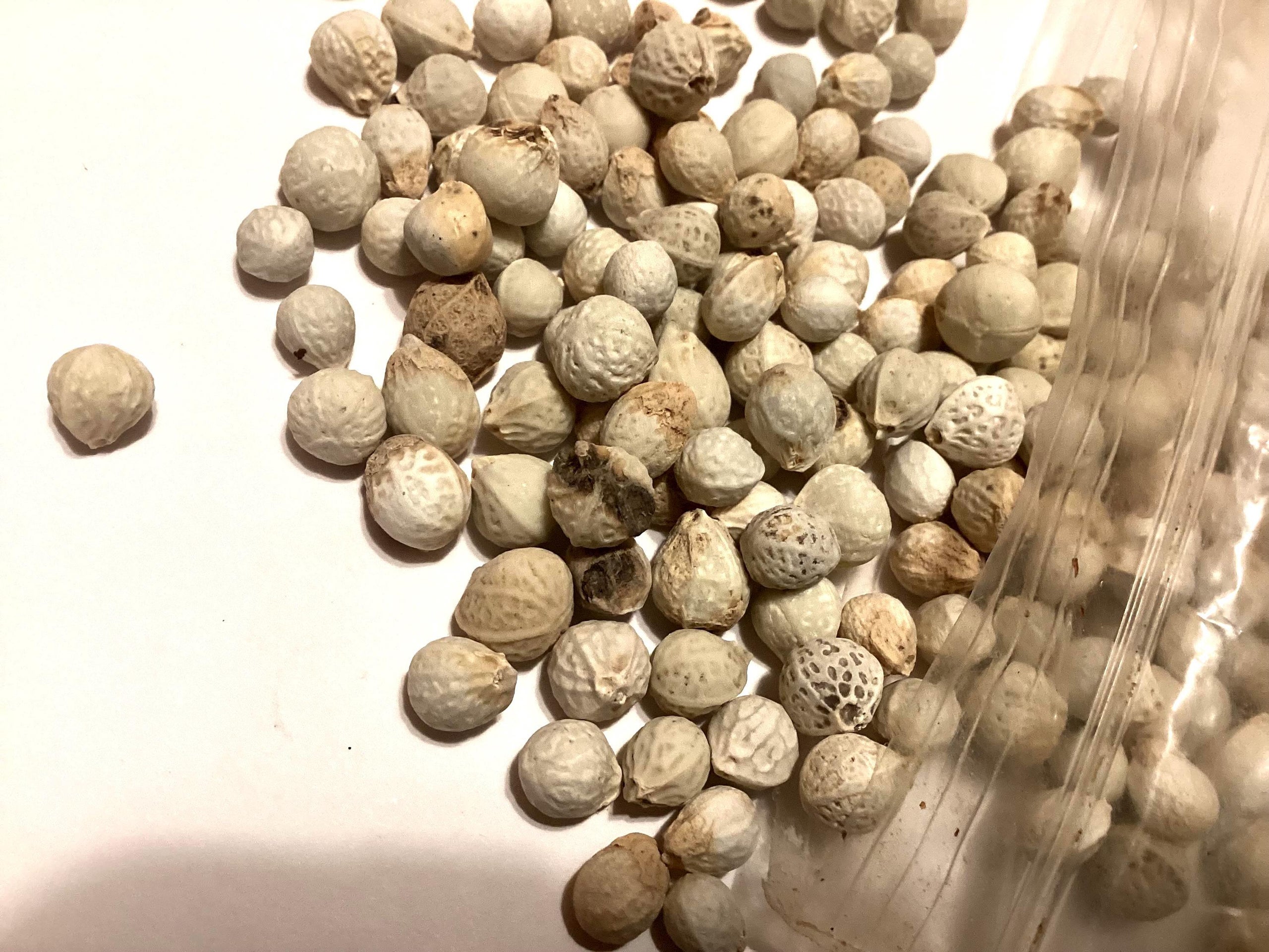 Julian Hackberry Tree Seeds (CELTIS JULIANAE) | TreeSeedMan.Com TREE ...