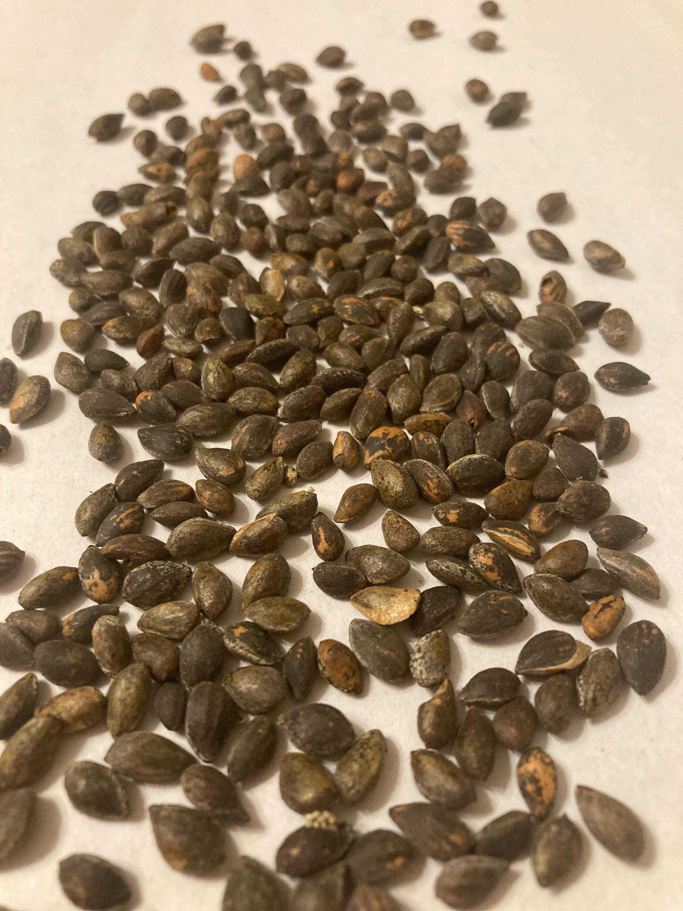 Mondell Pine Tree Seeds ( PINUS ELDARICA) (Afghan Pine, Desert Pine ...