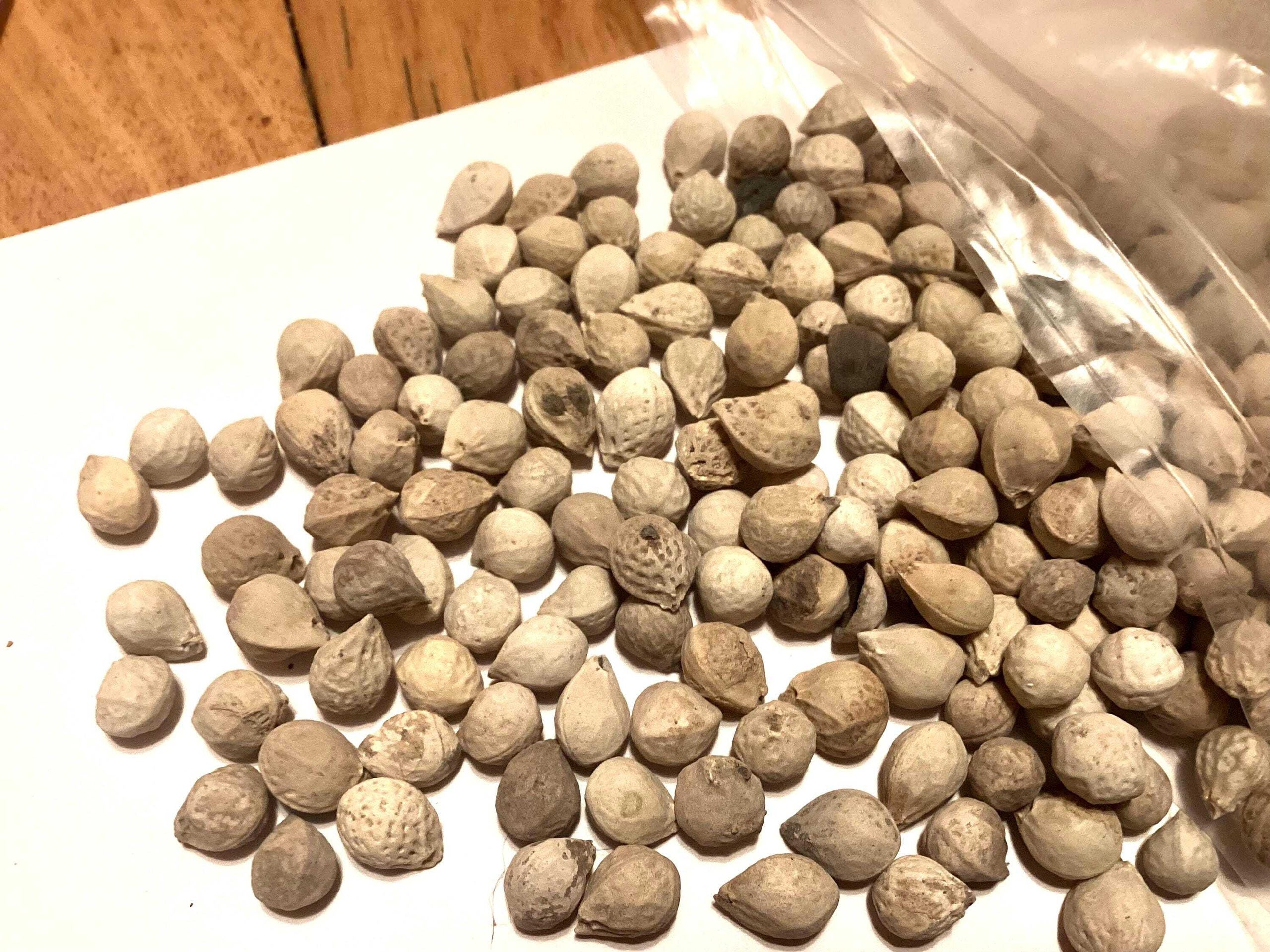 Japanese Hackberry Tree Seeds (Celtis sinensis) (Chinese Hackberry ...