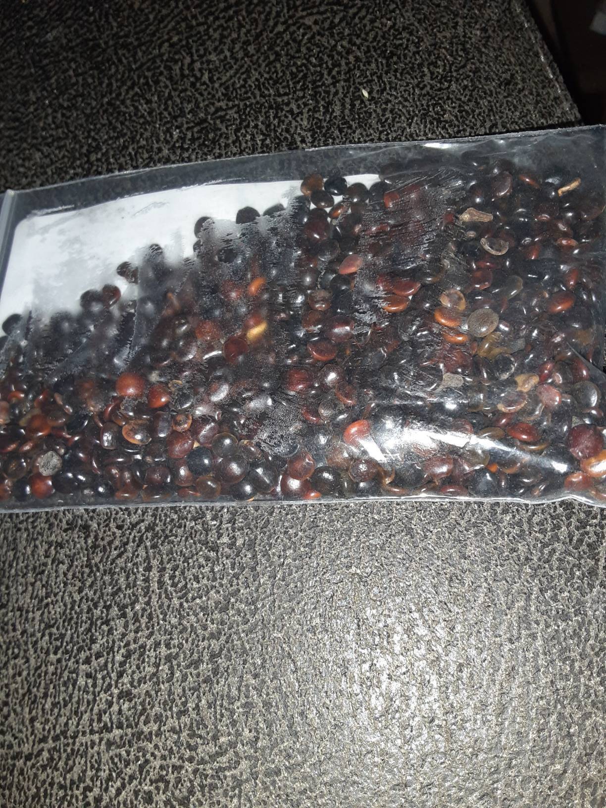 Japanese Raisin Tree Seeds | TreeSeedMan.Com TREE, SHRUB & FLOWER SEEDS ...