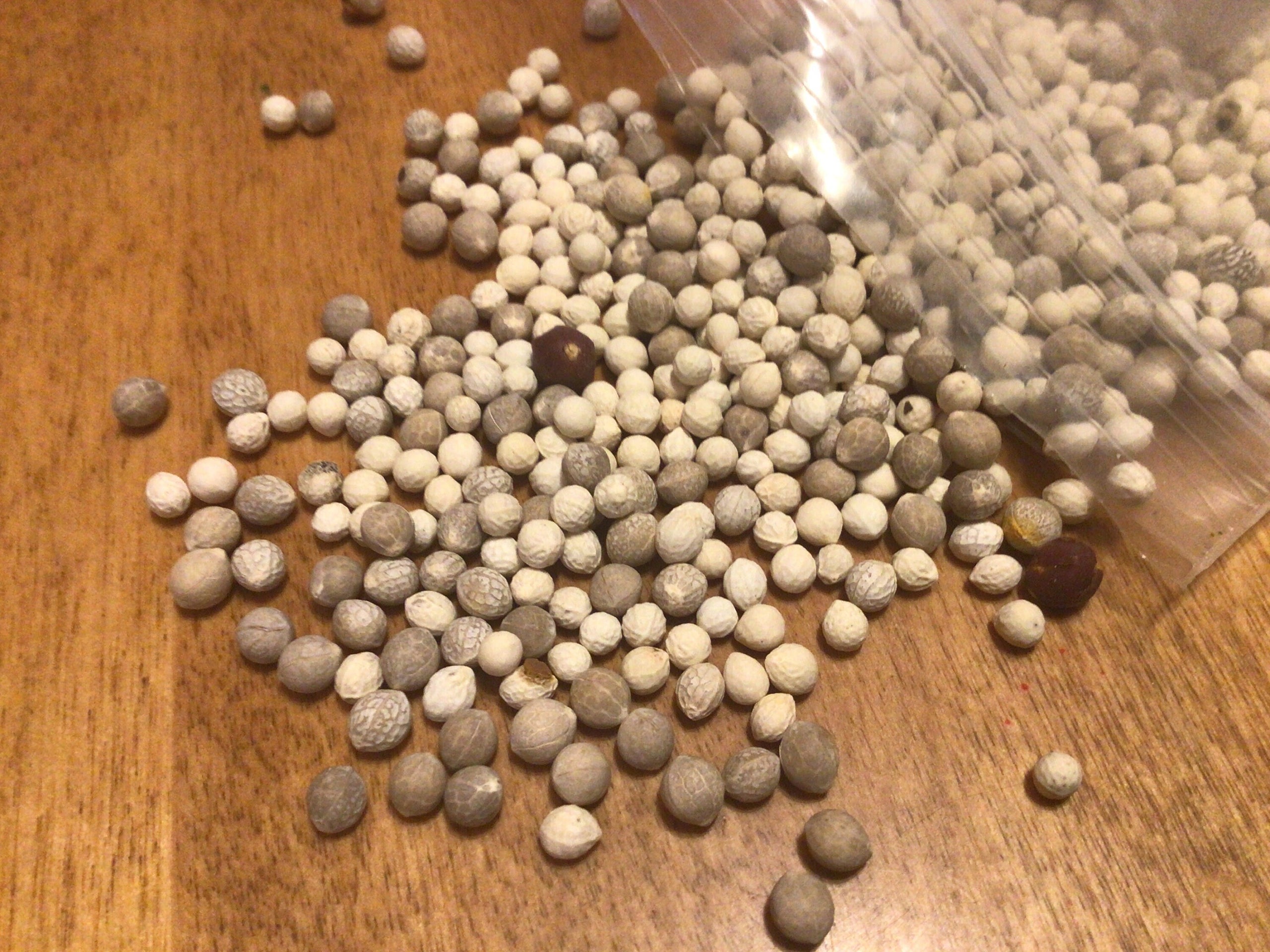 Sugar Hackberry Tree Seeds (CELTIS LAEVIGATA) (Sugarberry) (Southern ...