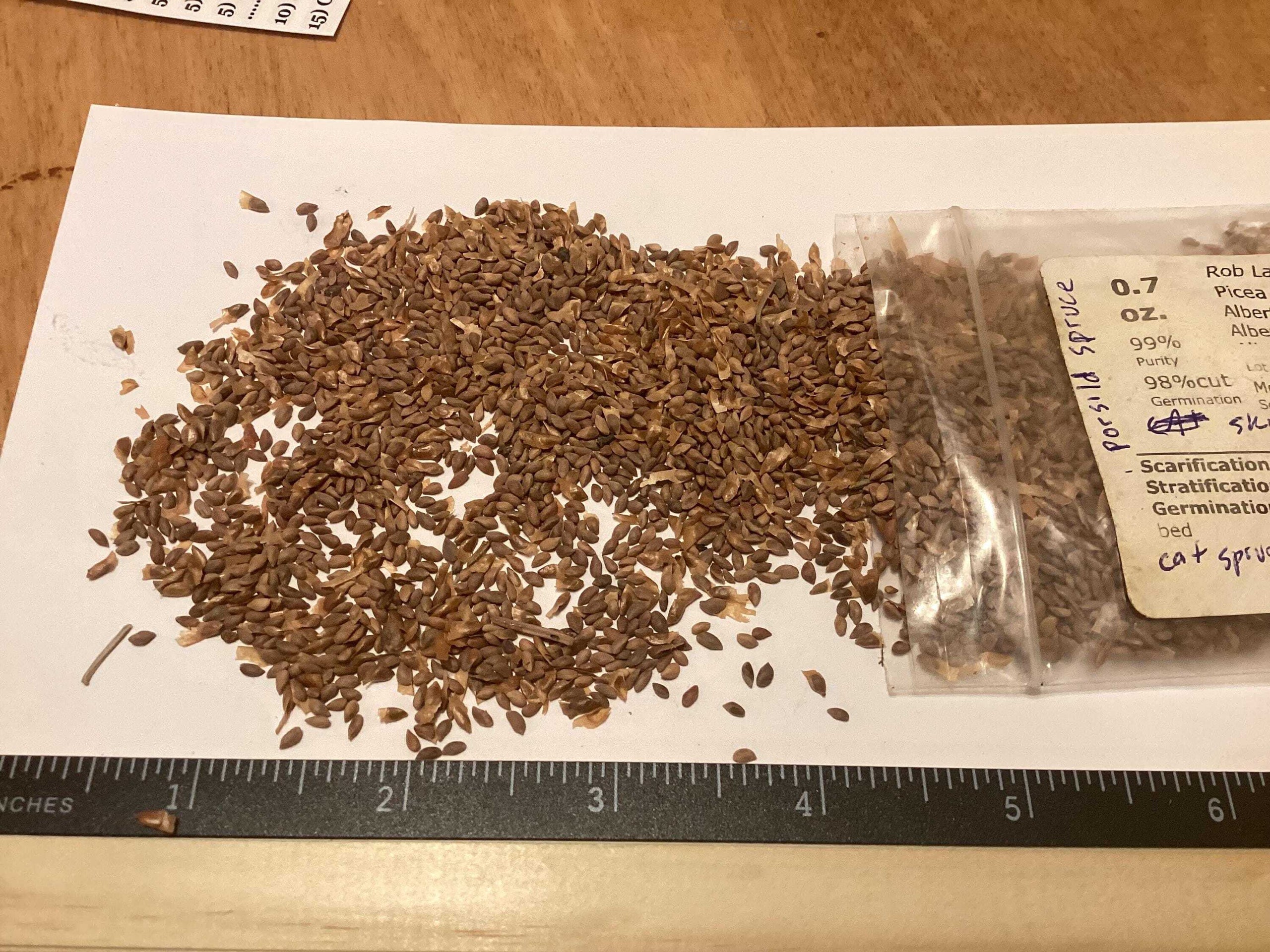 Alberta White Spruce Tree Seeds (PICEA GLAUCA) (Canada Spruce) (Skunk ...