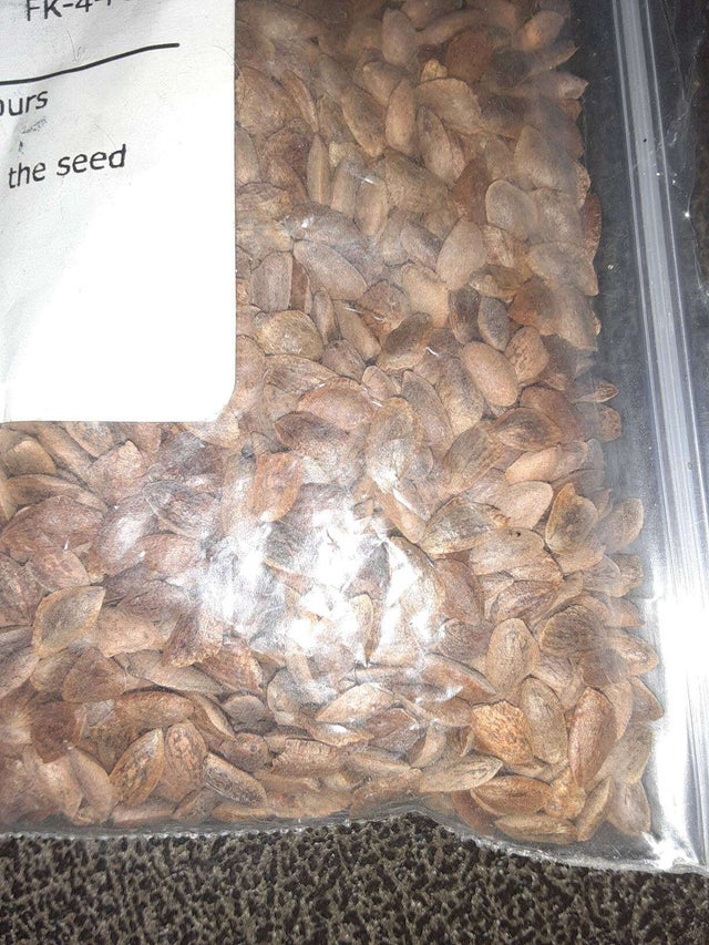 TREE & SHRUB SEEDS | TreeSeedMan.Com TREE, SHRUB & FLOWER SEEDS ...