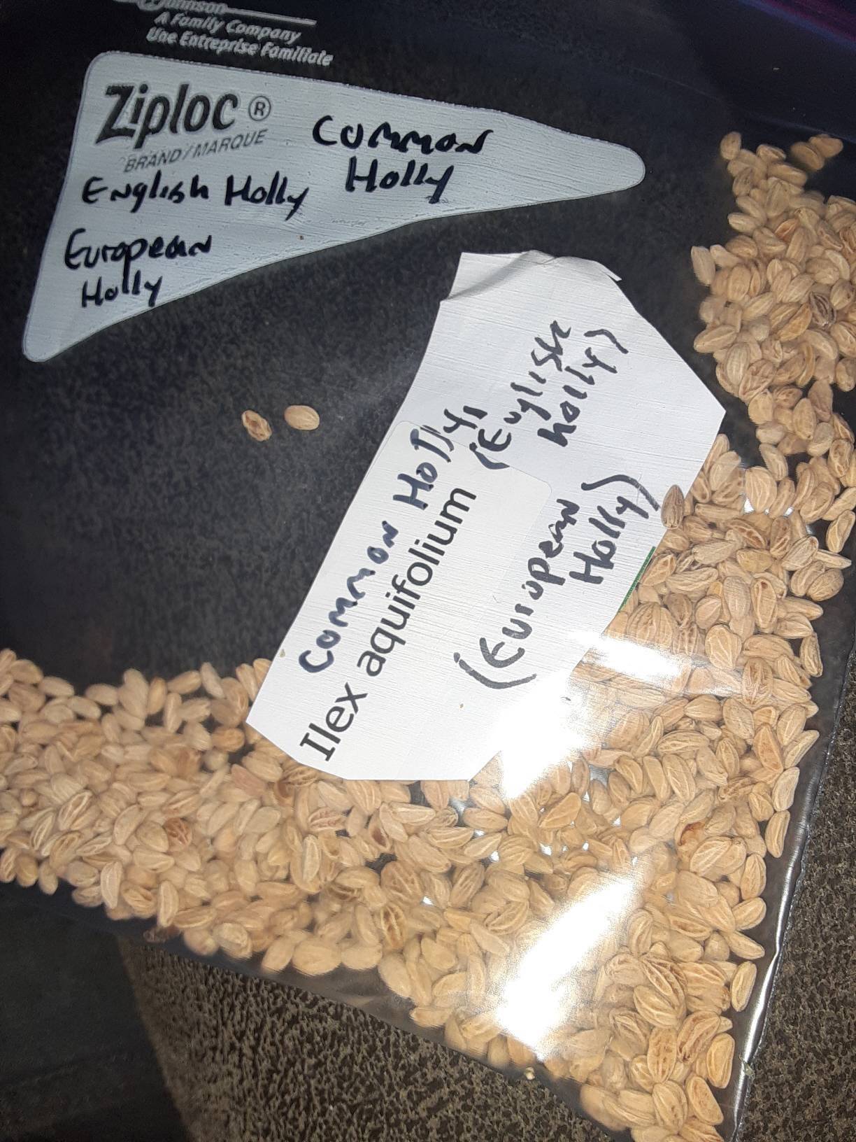 Common Holly Tree Seeds (Ilex Aquifolium) (English Holly) | TreeSeedMan ...