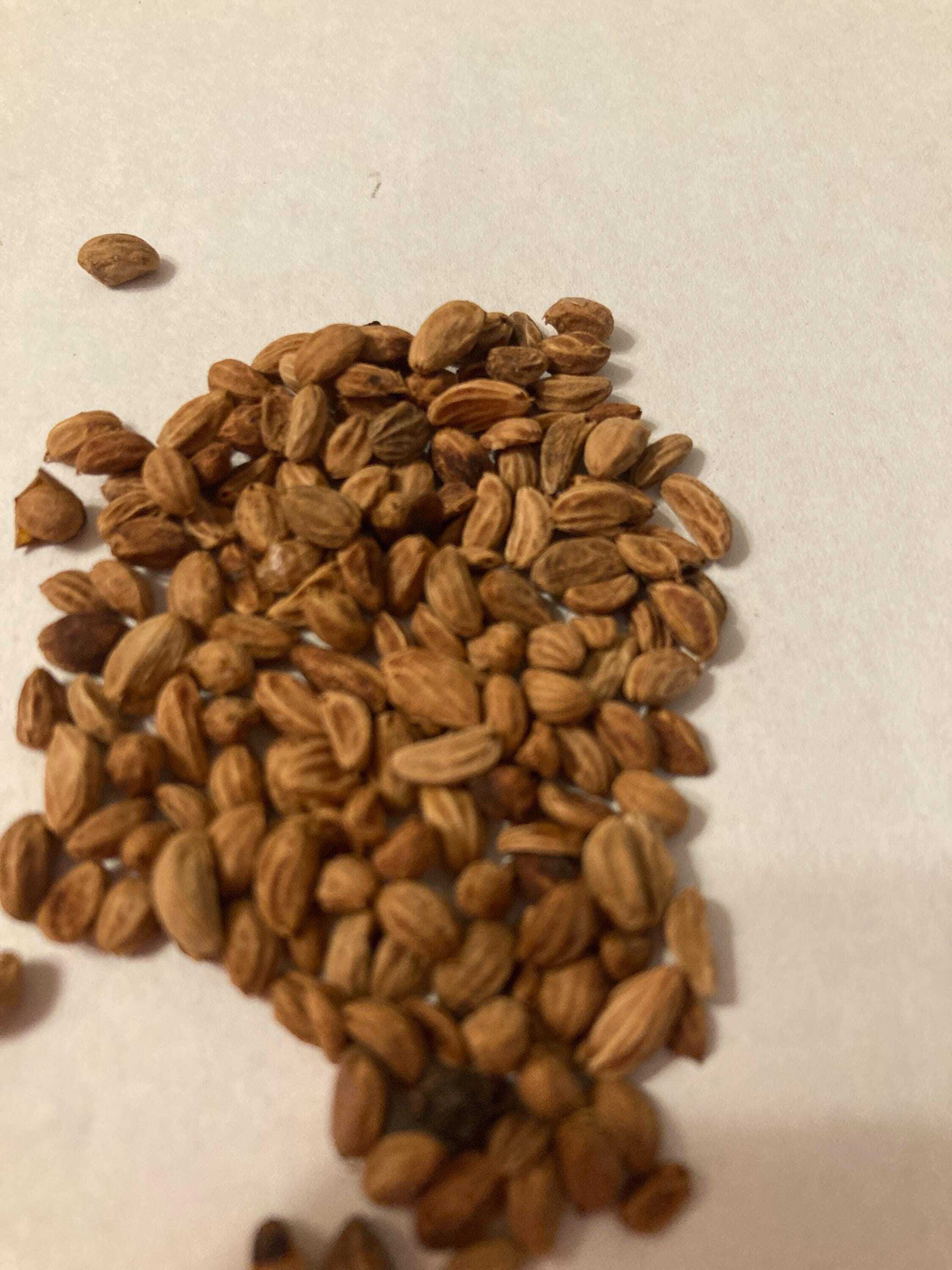 Common Holly Tree Seeds(ILEX AQUIFOLIUM) (English Holly, European Holly ...