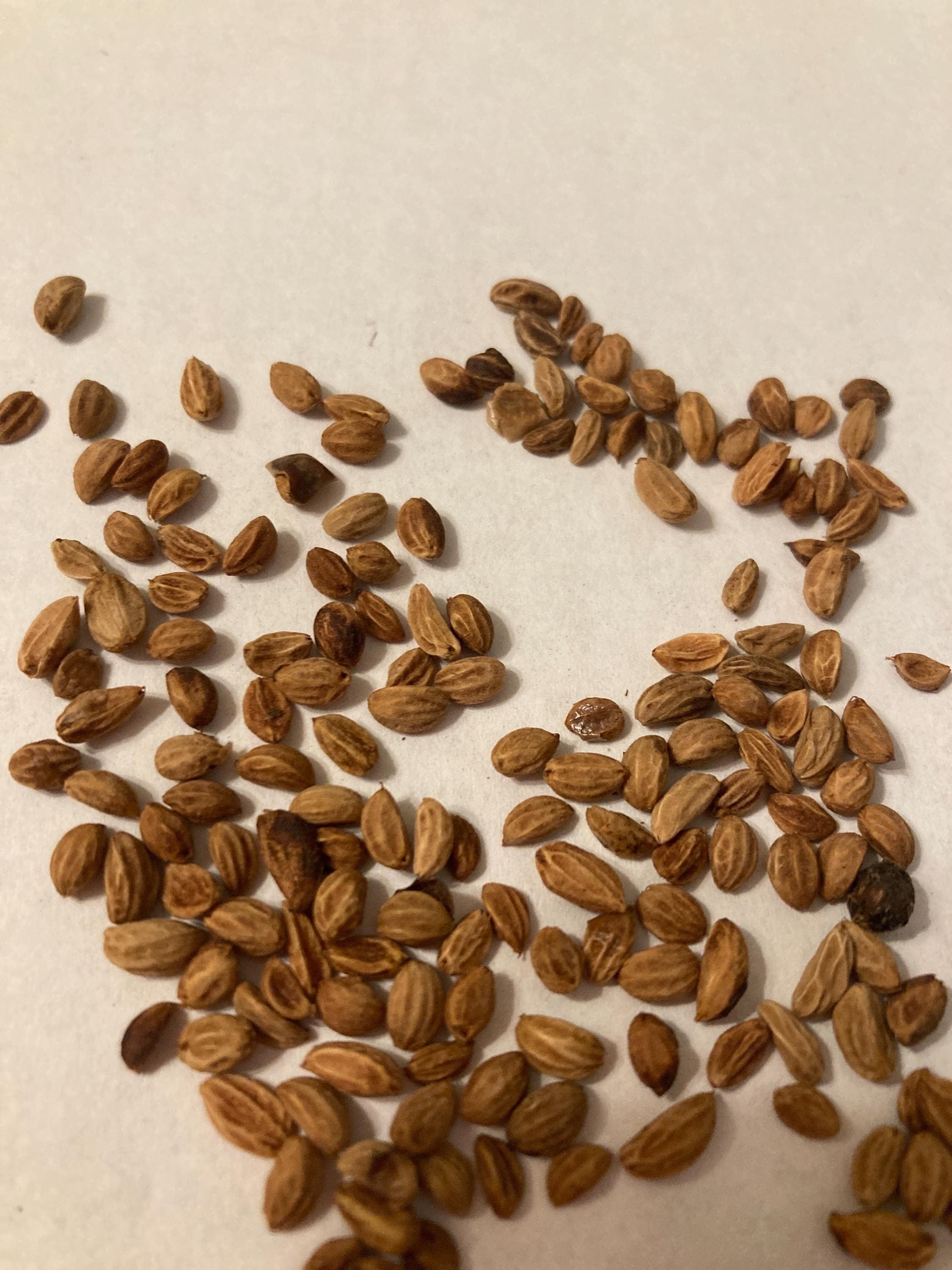 English Holly Tree Seeds (ILEX AQUIFOLIUM) (Common Holly, European ...