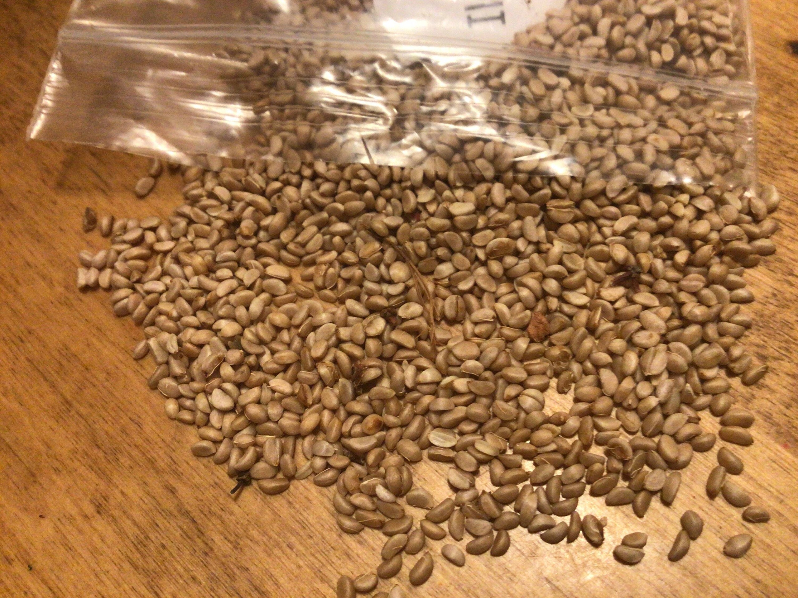 Common Winterberry Tree Seeds (ILEX VERTICILLATA) | TreeSeedMan.Com ...