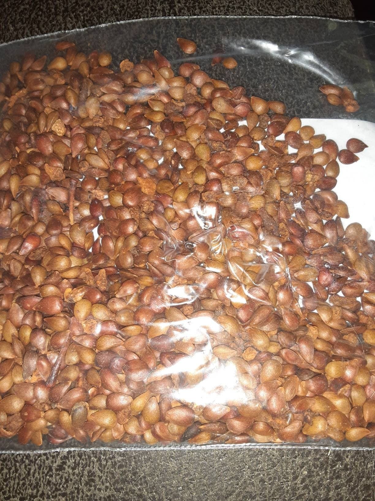 French Crab Apple Tree Seeds (MALUS SYLVESTRIS) | TreeSeedMan.Com TREE ...