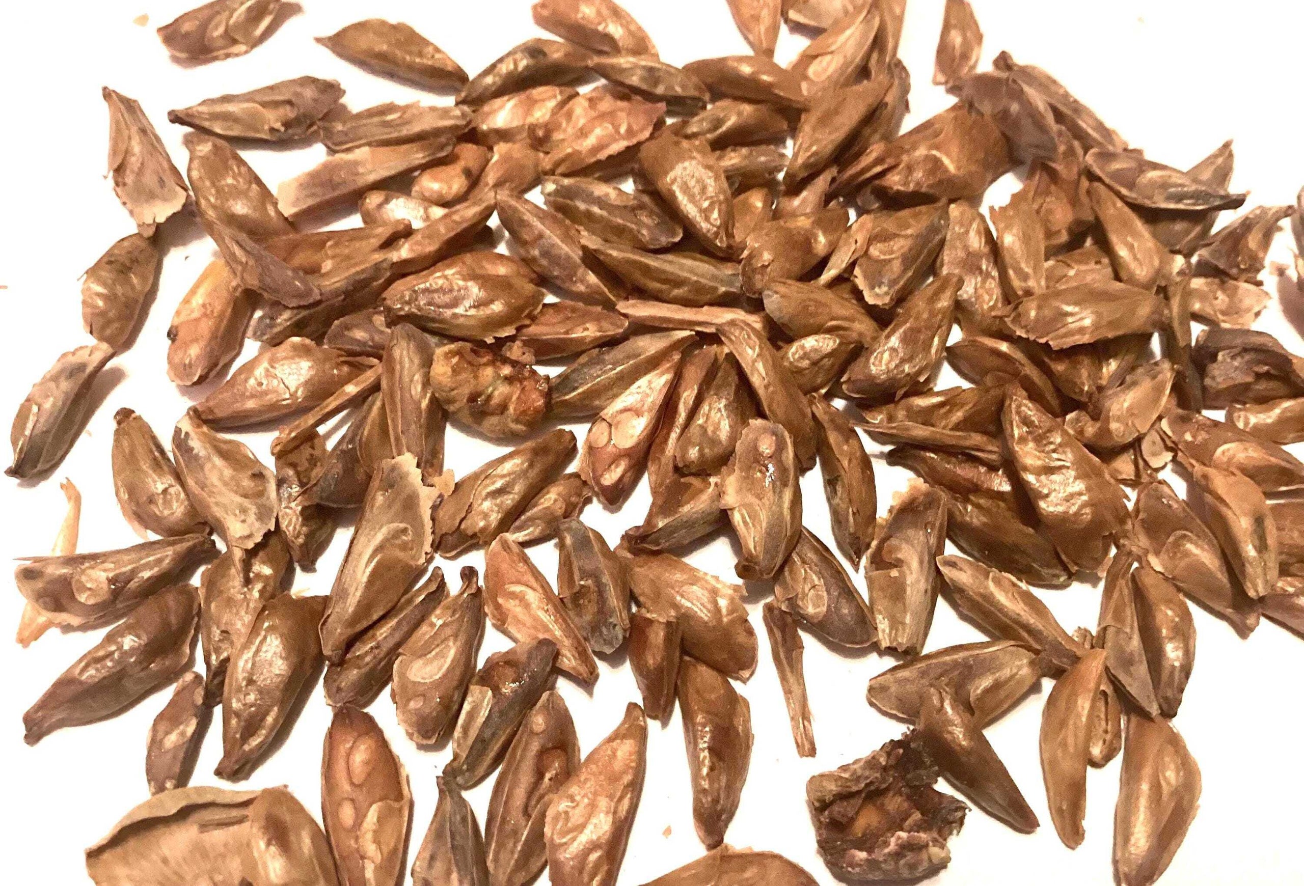 California Red Fir Tree Seeds (ABIES MAGNIFICA) (Golden Fir) (Red Fir ...