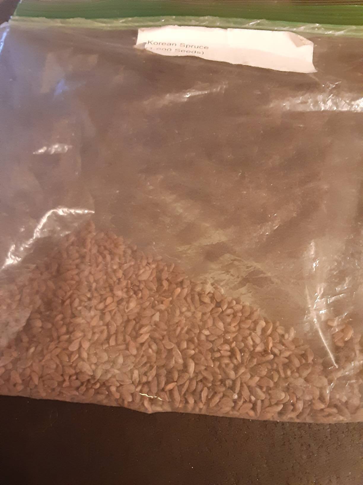 Korean Spruce Tree Seeds (PICEA KORAIENSIS) | TreeSeedMan.Com TREE ...