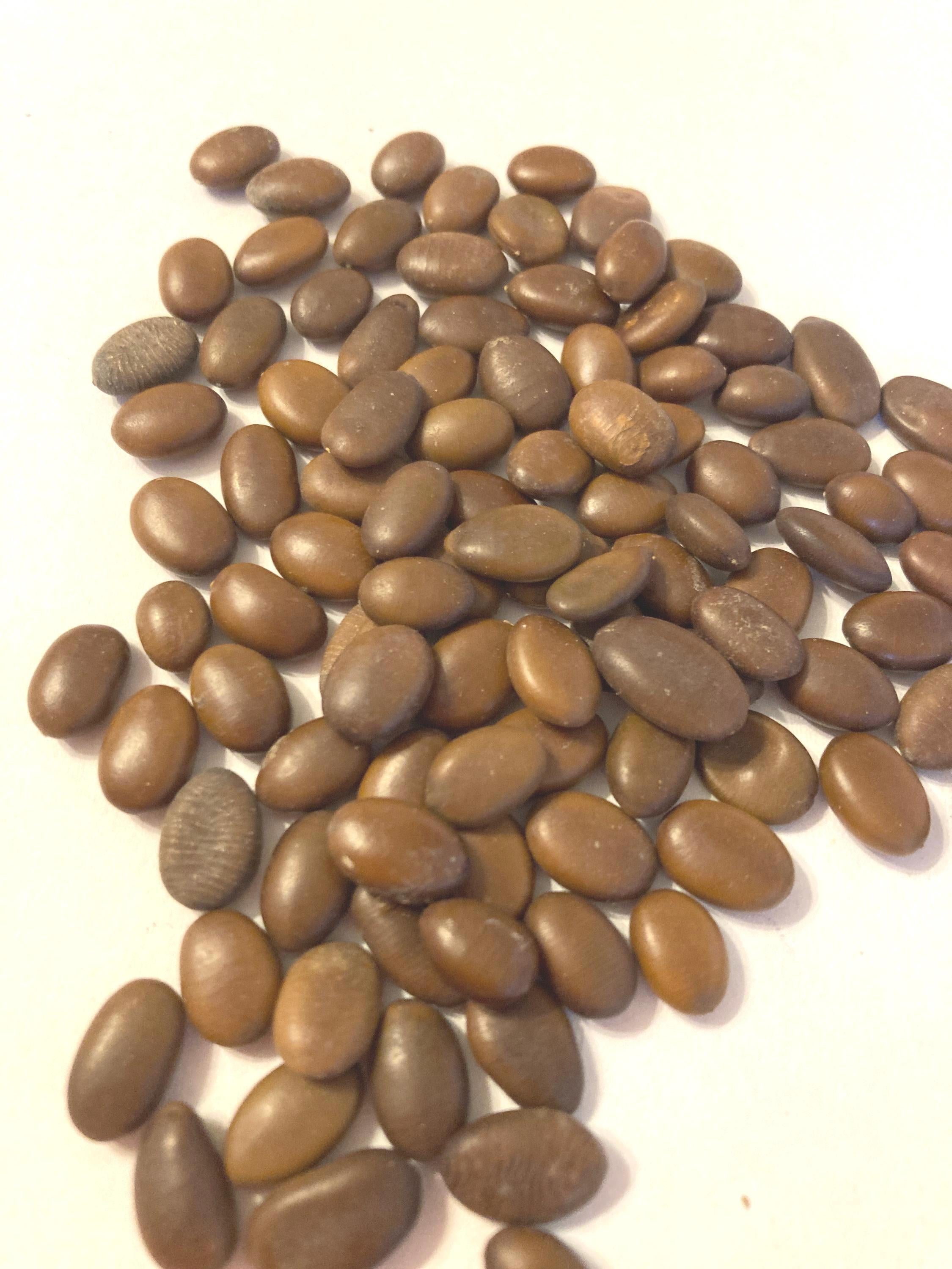 Caspian Locust Tree Seeds (GLEDITSIA CASPICA) (Persian Honey Locust ...