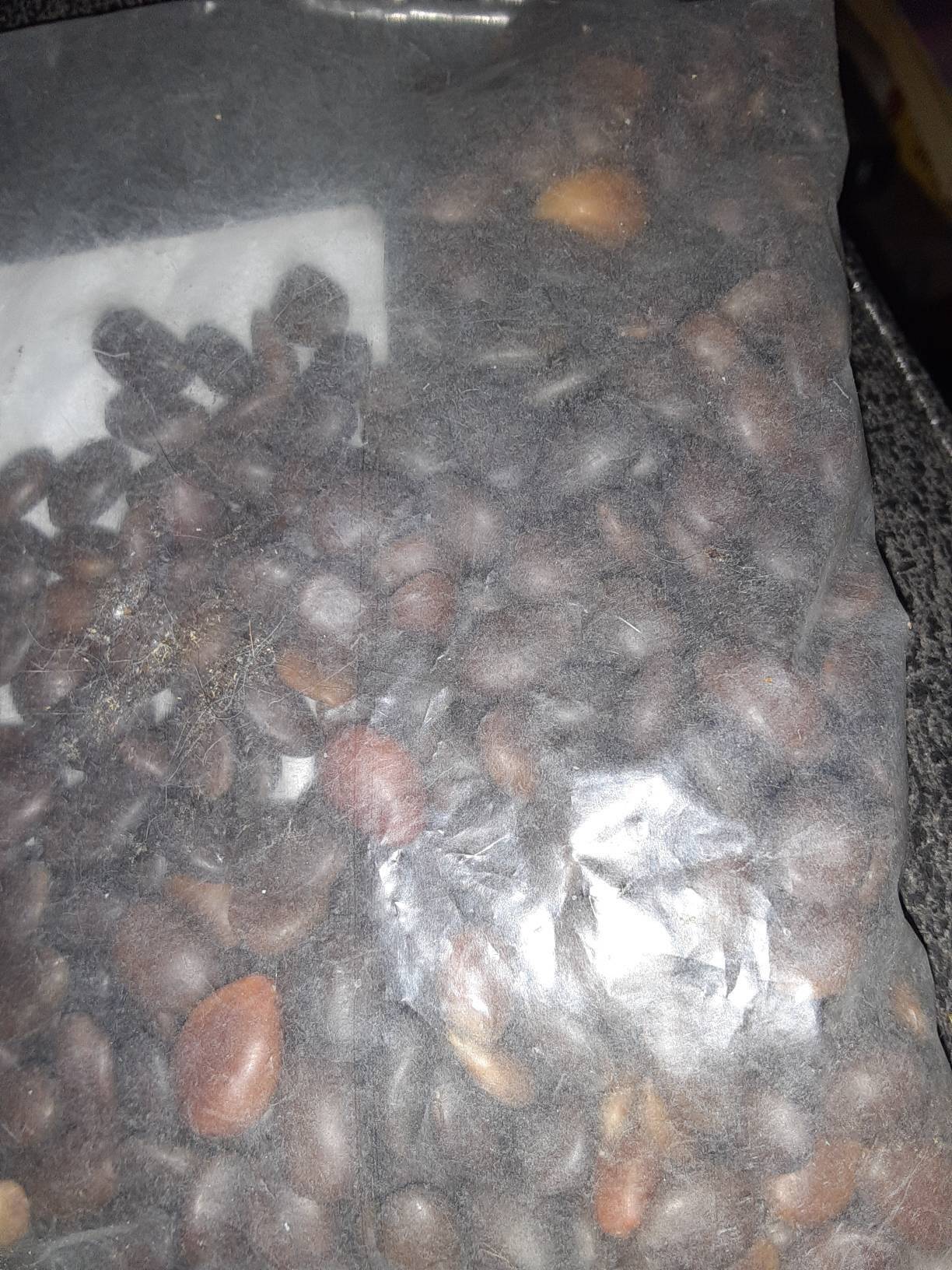 Chinese Honey Locust Tree Seeds (Gleditsia Sinensis) | TreeSeedMan.Com ...