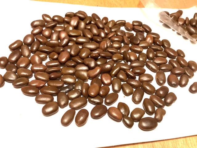 TREE & SHRUB SEEDS | TreeSeedMan.Com TREE, SHRUB & FLOWER SEEDS ...