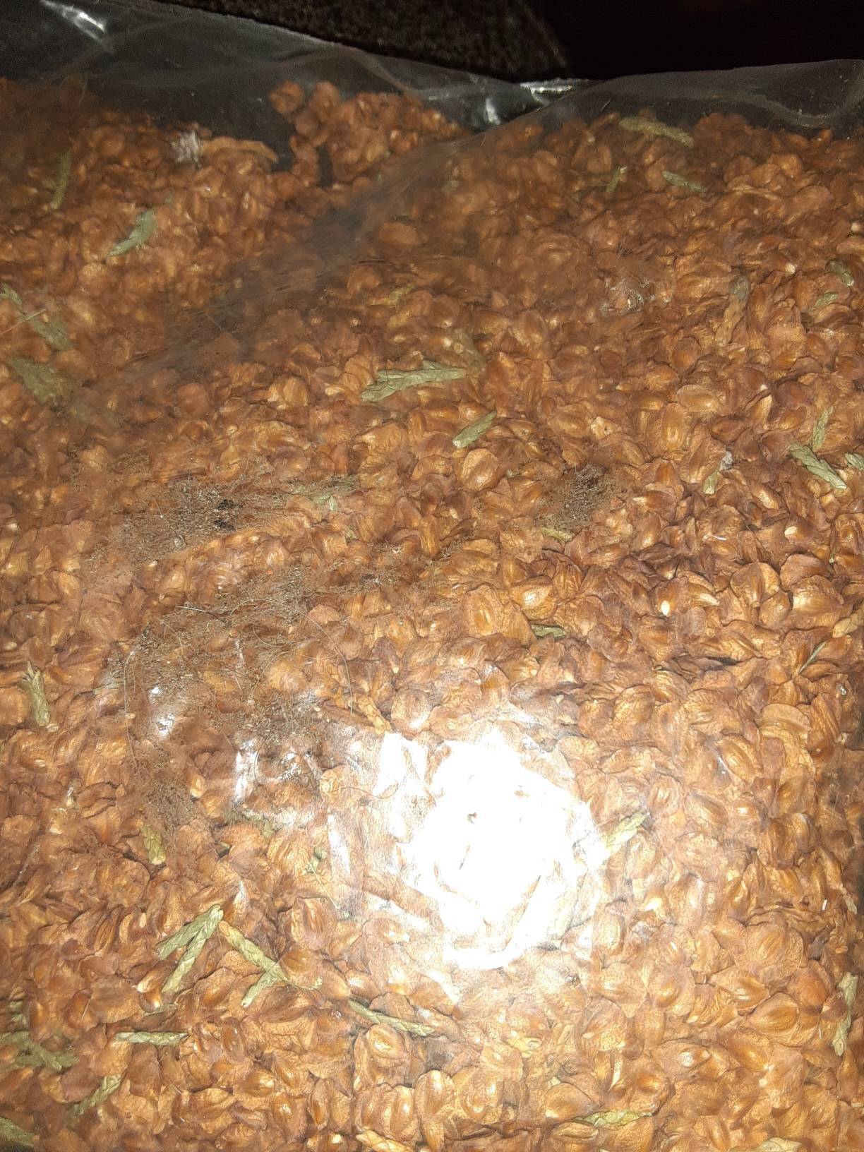 Port Orford Cedar Tree Seeds (Lawsons Cypress) | TreeSeedMan.Com TREE ...