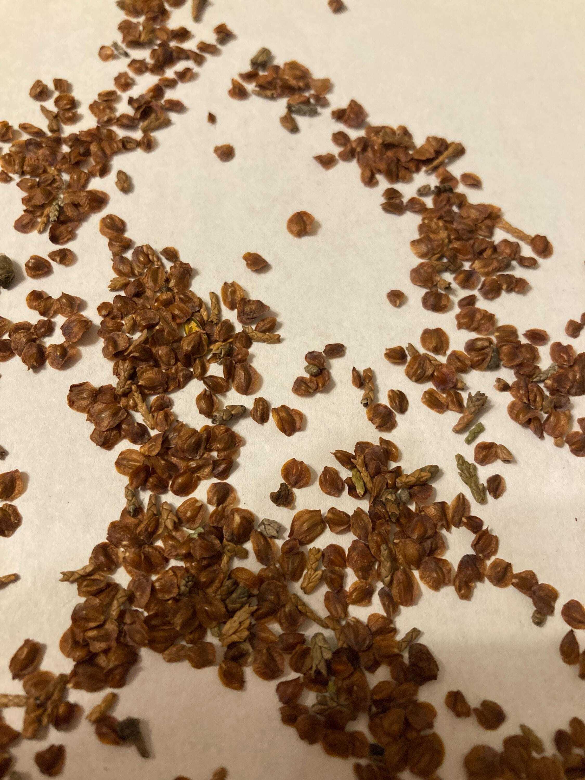 Port Orford Cedar Tree Seeds (CHAMAECYPARIS LAWSONIANA) (Lawson’s ...