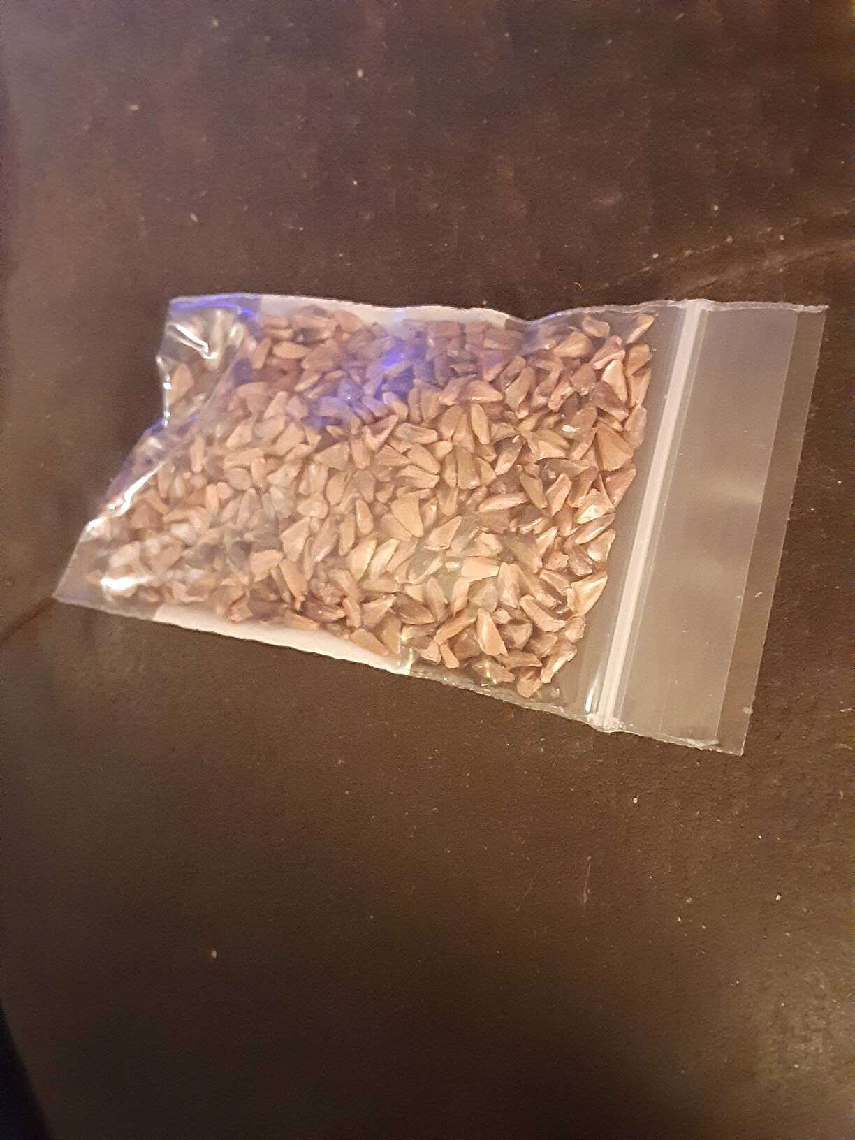 Fraser Fir Tree Seeds | TreeSeedMan.Com TREE, SHRUB & FLOWER SEEDS ...