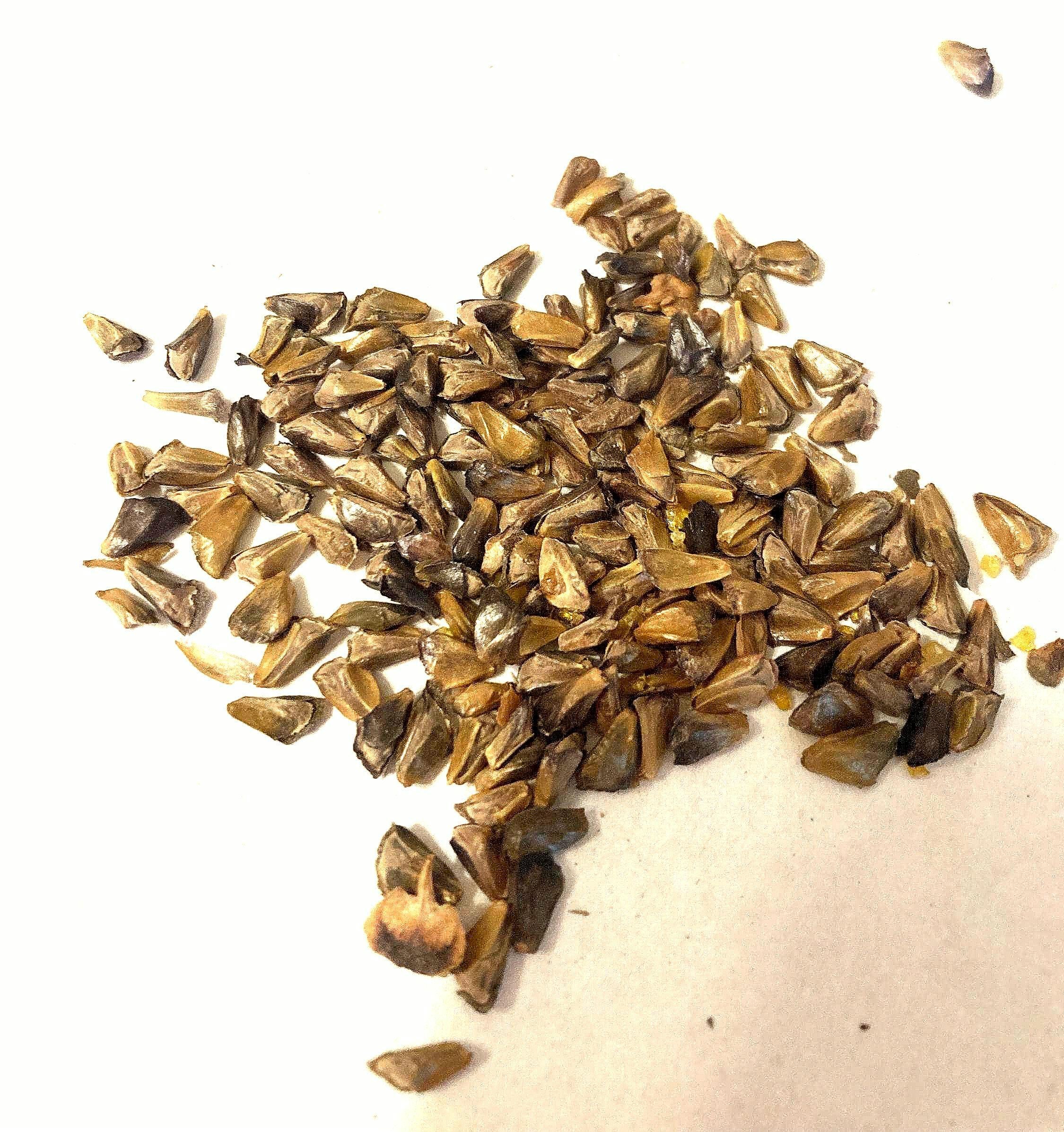 Fraser Fir Tree Seeds (ABIES FRASERI) | TreeSeedMan.Com TREE, SHRUB ...