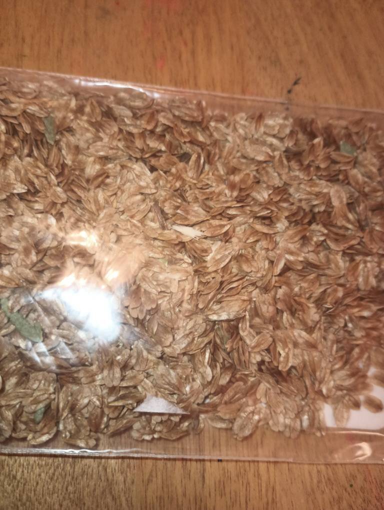 Western Red Cedar Tree Seeds (Thuja Plicata) | TreeSeedMan.Com TREE ...