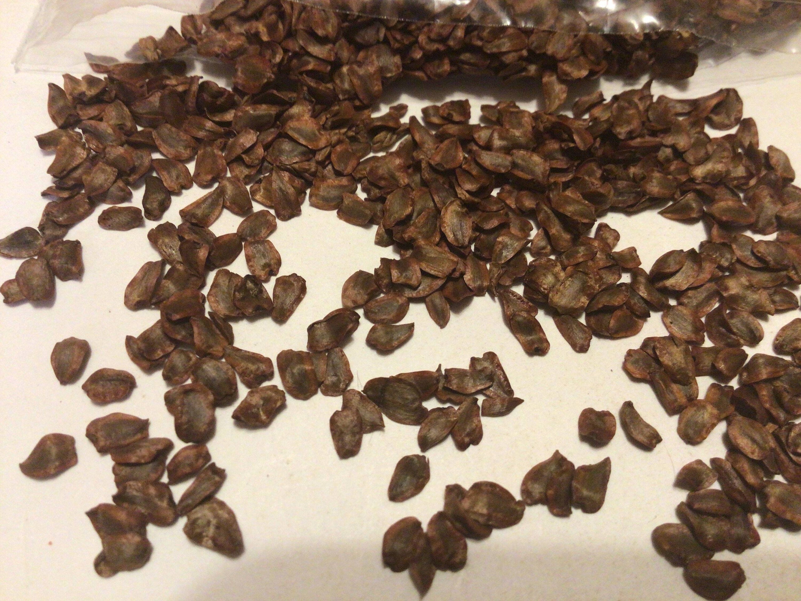 Coastal Redwood Tree Seeds (SEQUOIA SEMPERVIRENS) (California Redwood ...