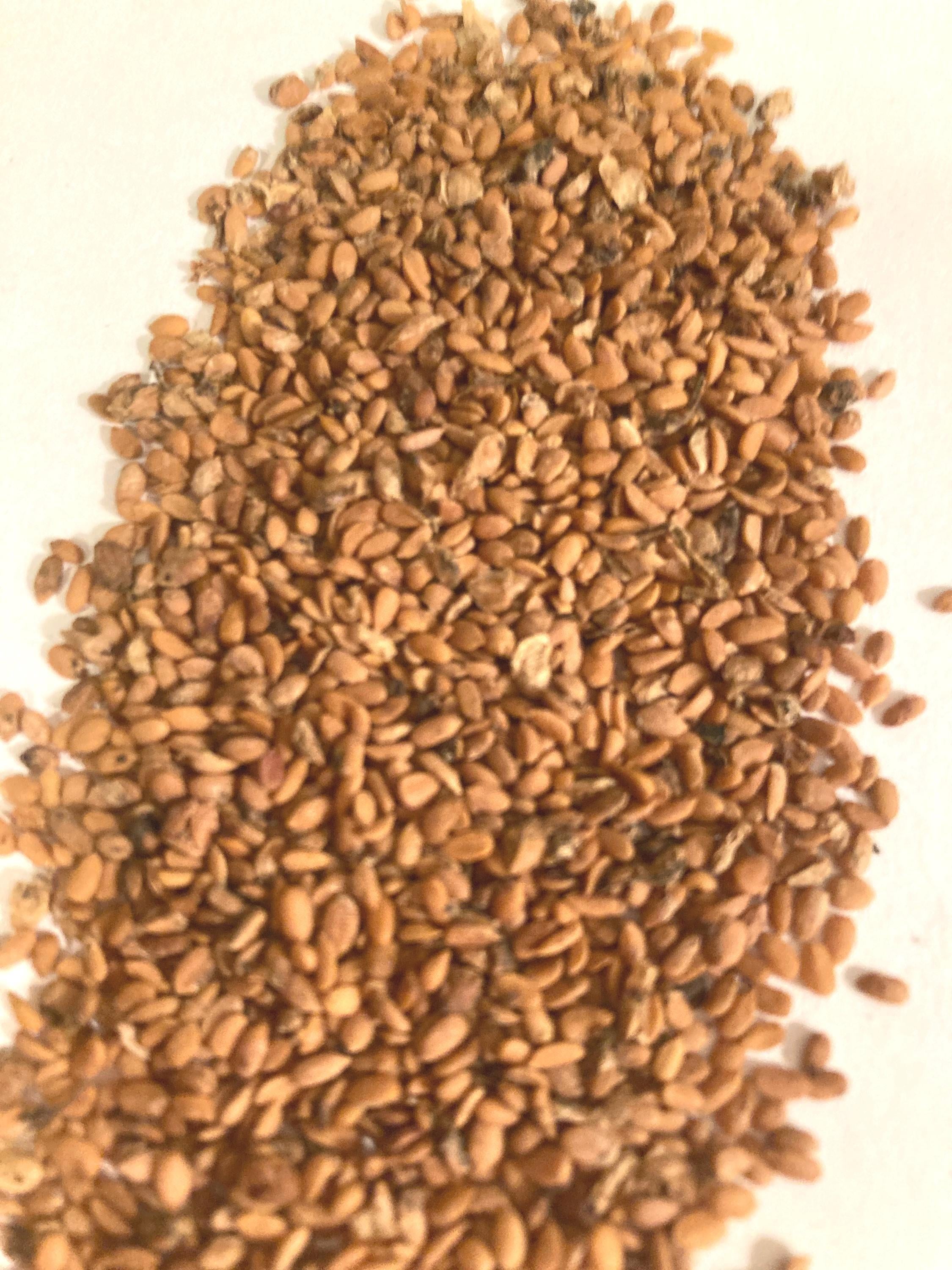 North China Red Elder Tree Seeds (SAMBUCUS WILLIAMSII) | TreeSeedMan ...