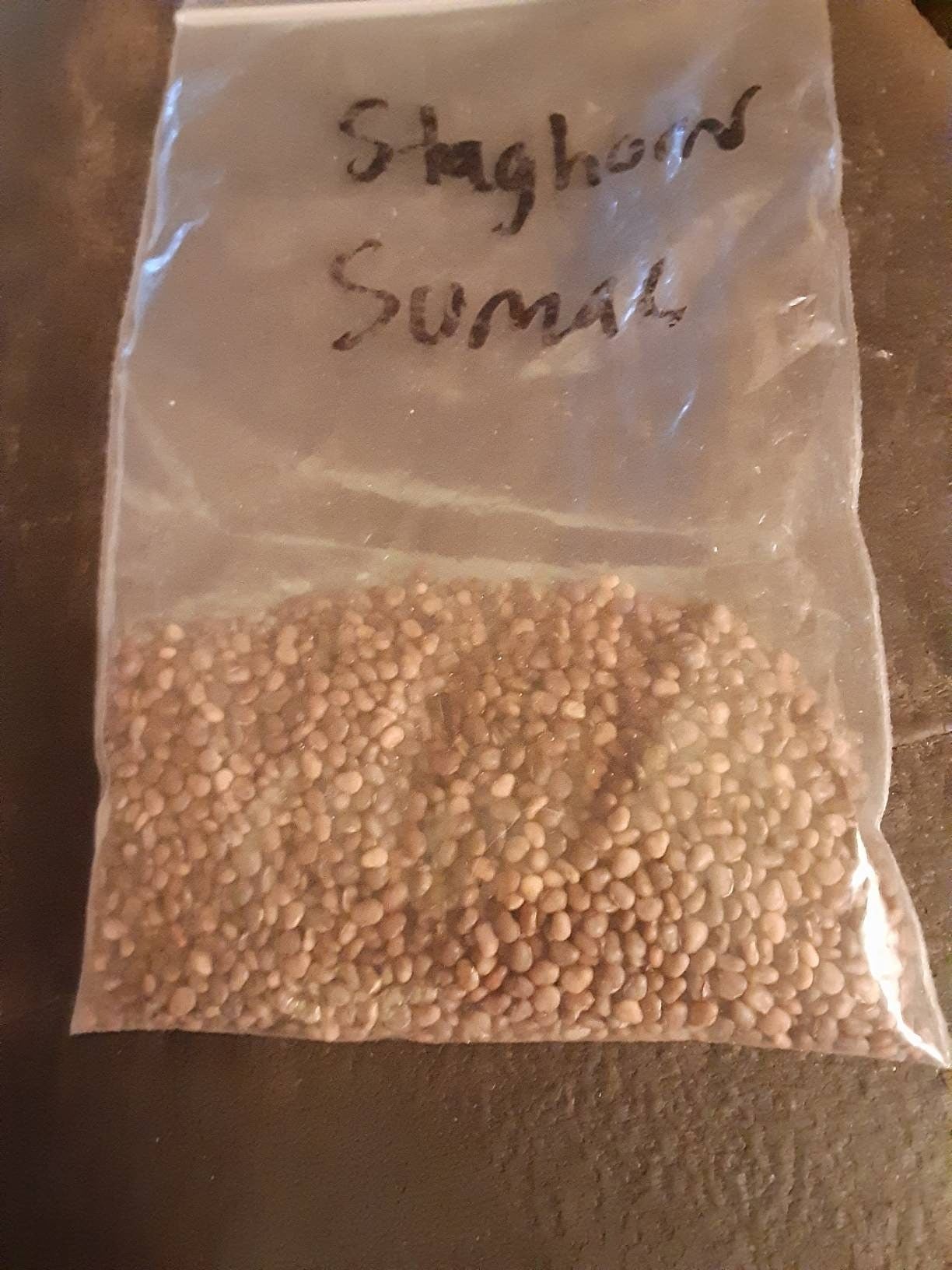 Staghorn Sumac Tree Seeds (Rhus Typhina) (Stag's Horn Sumach)(Velvet ...