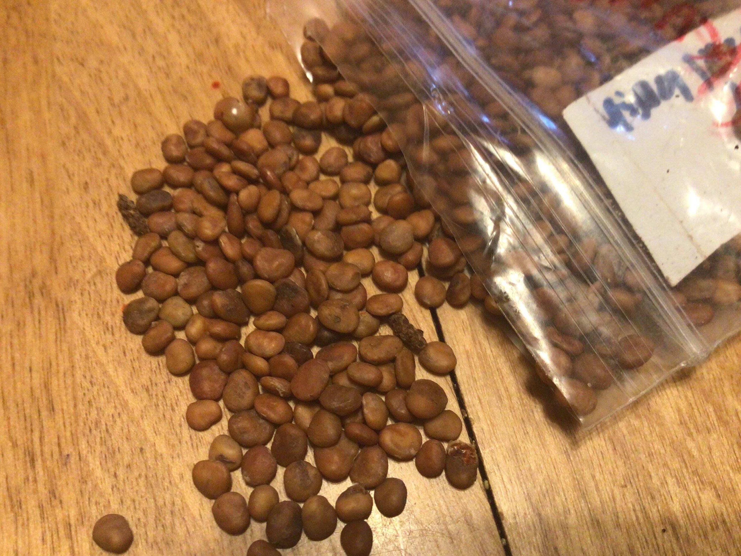 Skunk Bush Sumac Tree Seeds (RHUS TRILOBATA) | TreeSeedMan.Com TREE ...
