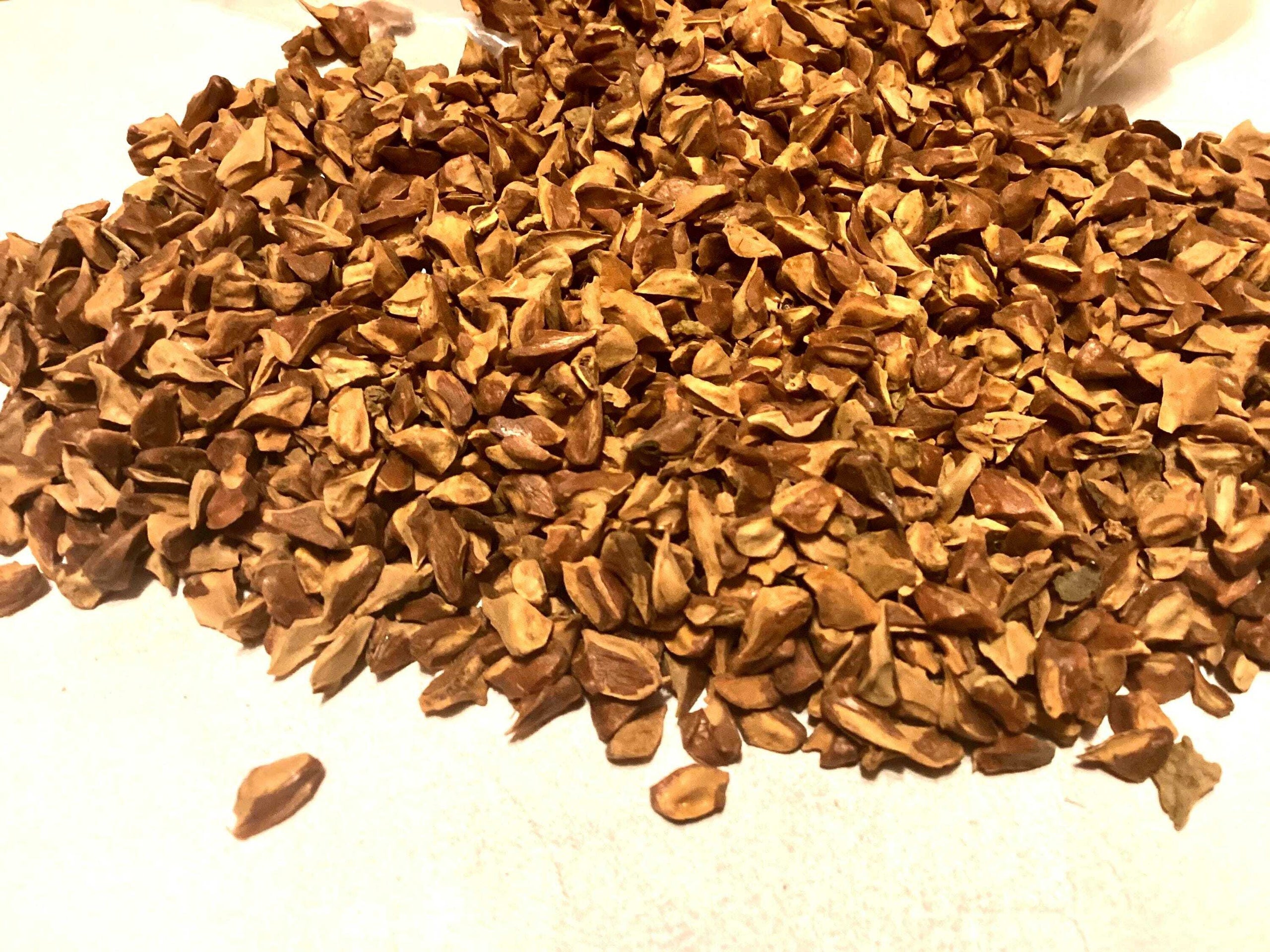 Montezuma Bald Cypress Tree Seeds (TAXODIUM HUEGELII) | TreeSeedMan.Com ...