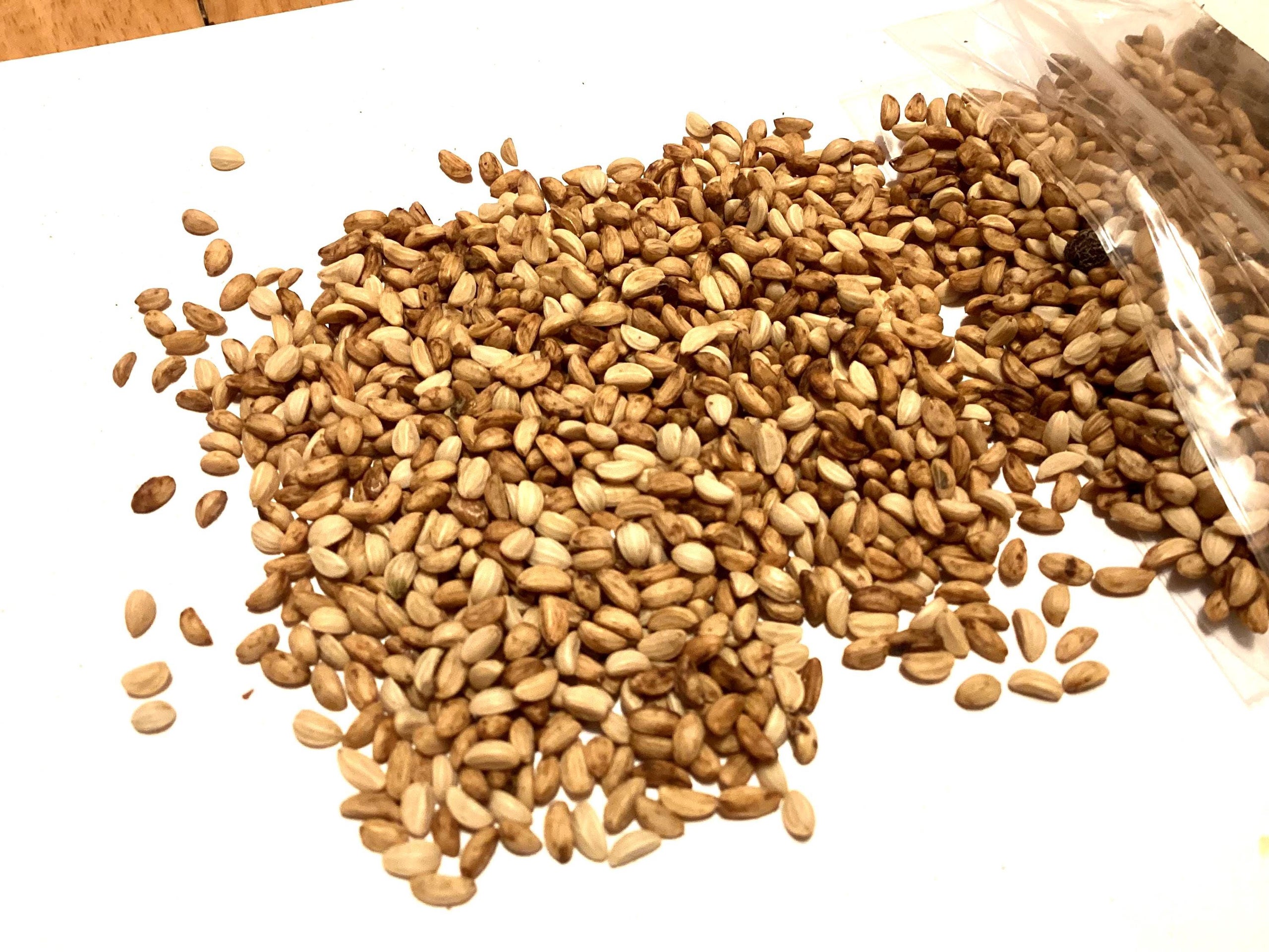 Yaupon Holly Tree Seeds (ILEX VOMITORIA) (Cassina) (Yaupon ...
