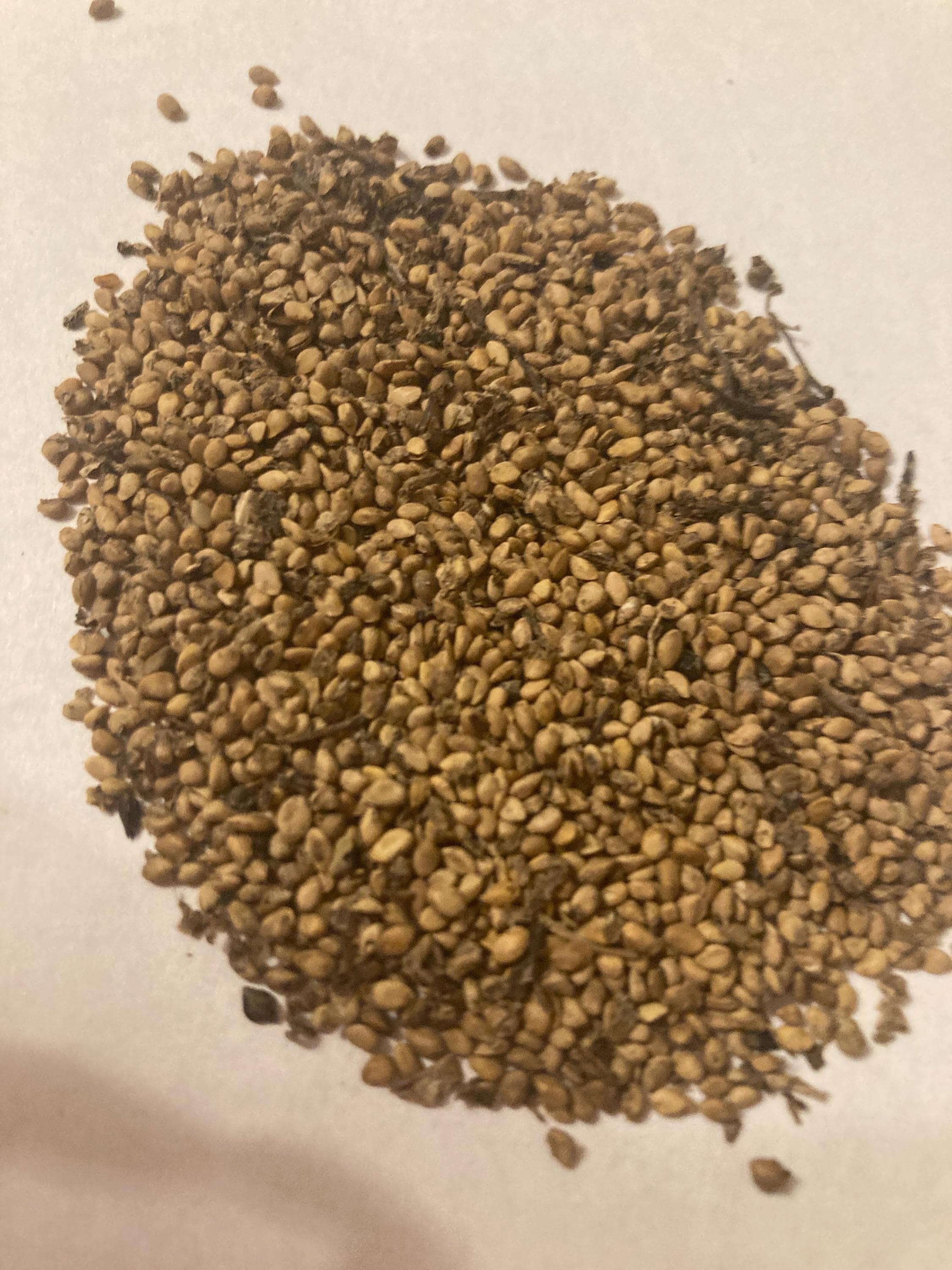 White mulberry tree seeds (MORUS ALBA) | TreeSeedMan.Com TREE, SHRUB ...