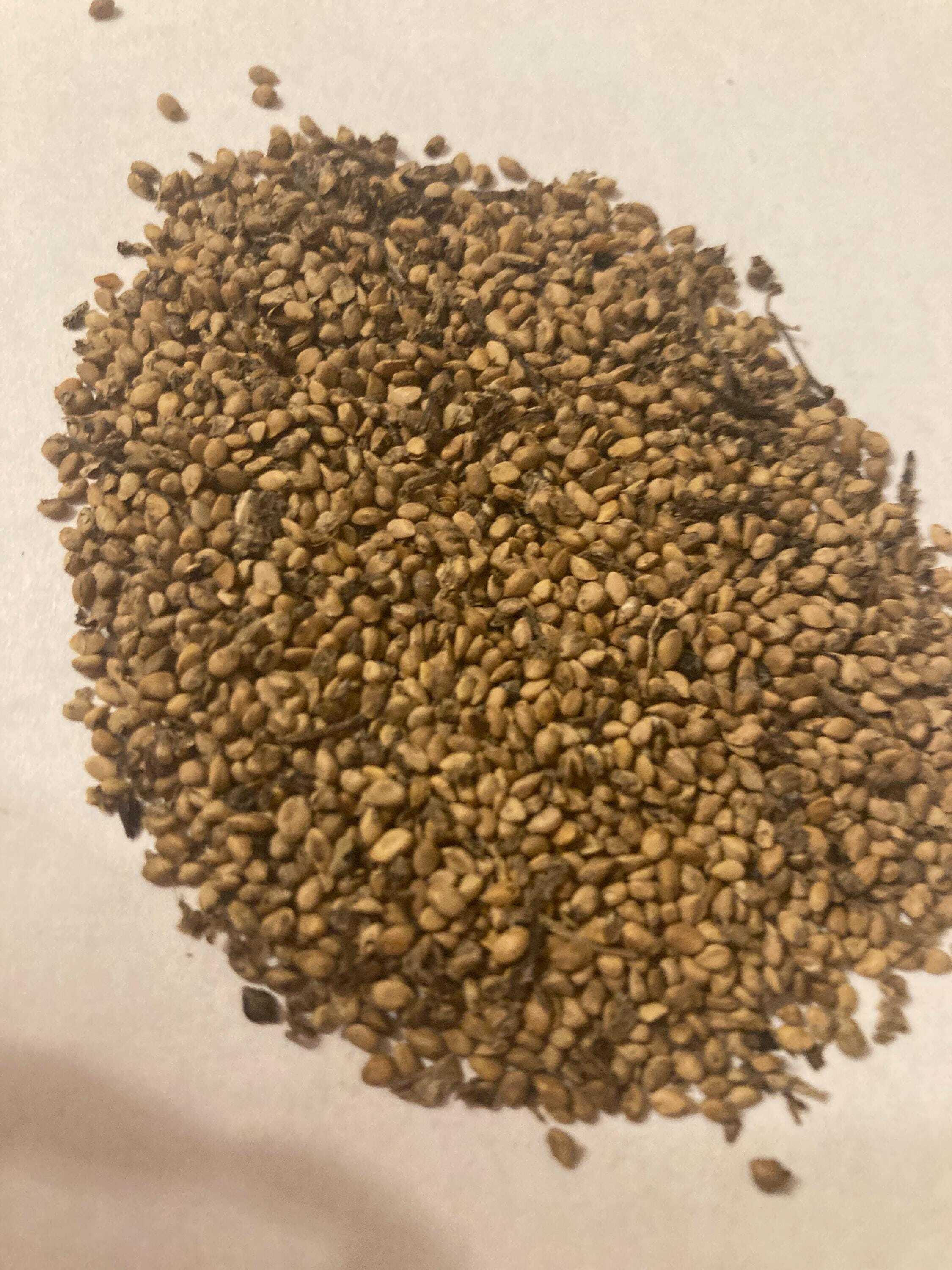 White mulberry tree seeds (MORUS ALBA) | TreeSeedMan.Com TREE, SHRUB & FLOWER SEEDS, ... 250 ...