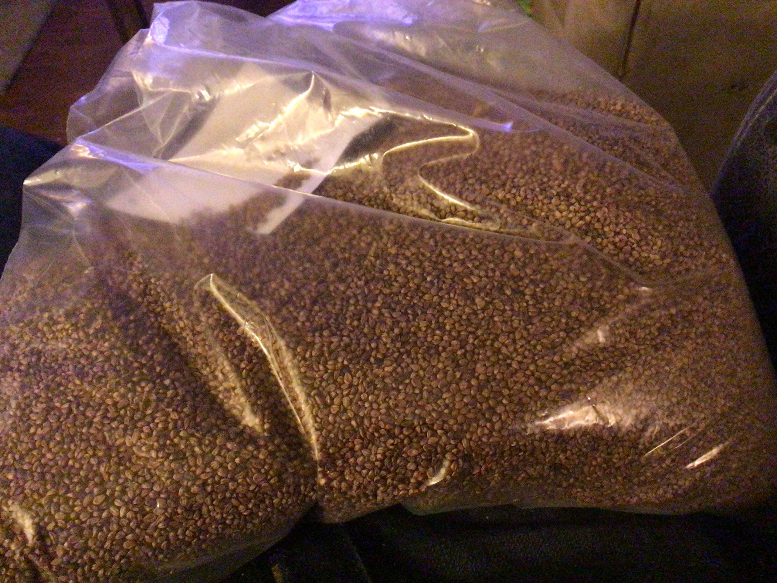 Eastern Red Cedar Tree Seeds | TreeSeedMan.Com TREE, SHRUB & FLOWER ...