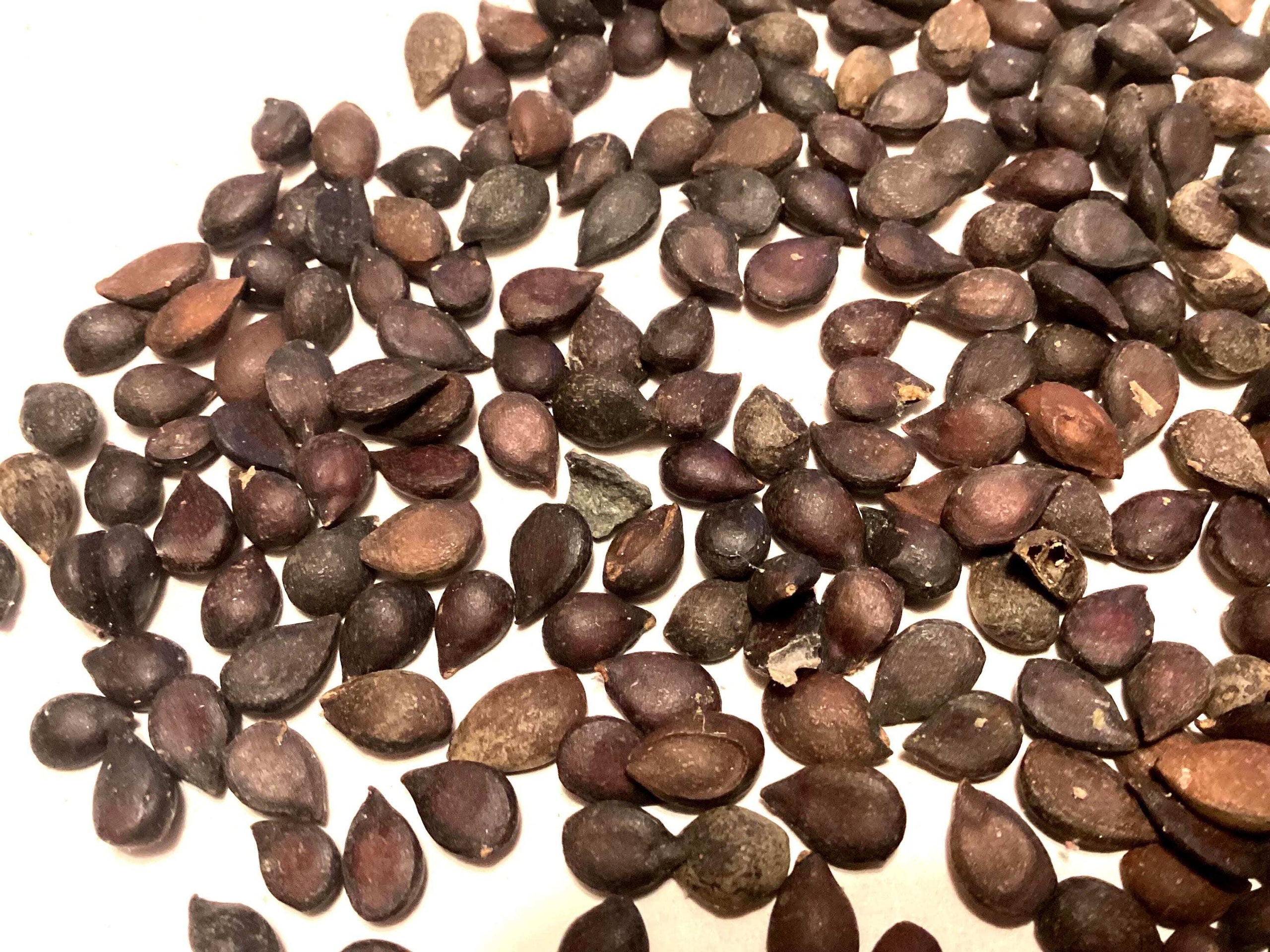 Chinese Pear Tree Seeds (PYRUS USSURIENSIS) (Harbin Pear, Ussurian Pear ...