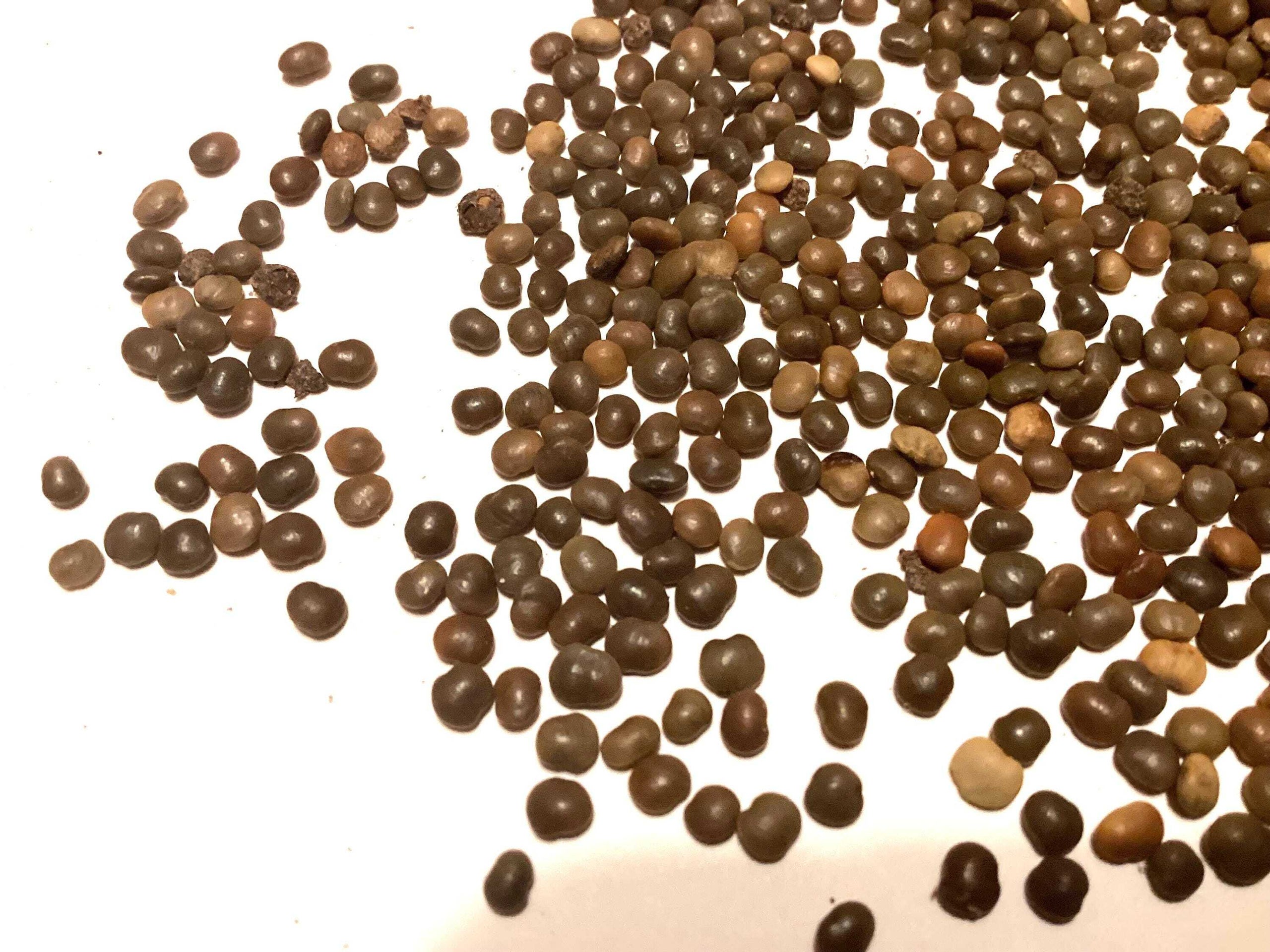 Chinese Sumac Tree Seeds (RHUS CHINENSIS) (Nutgall Tree) | TreeSeedMan ...