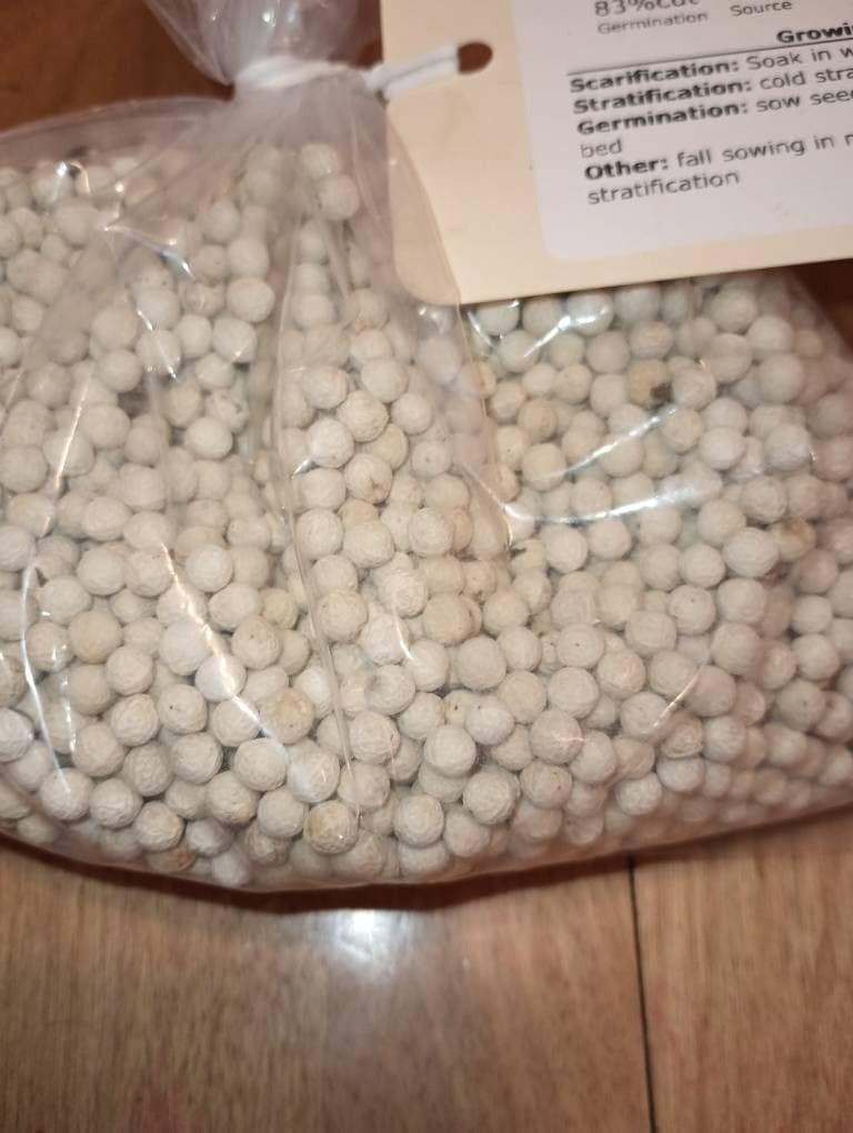 Common Hackberry Tree Seeds (Celtis occidentalis Europe) | TreeSeedMan ...