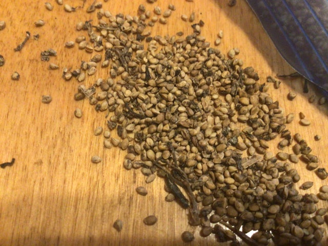 TREE & SHRUB SEEDS | TreeSeedMan.Com TREE, SHRUB & FLOWER SEEDS ...