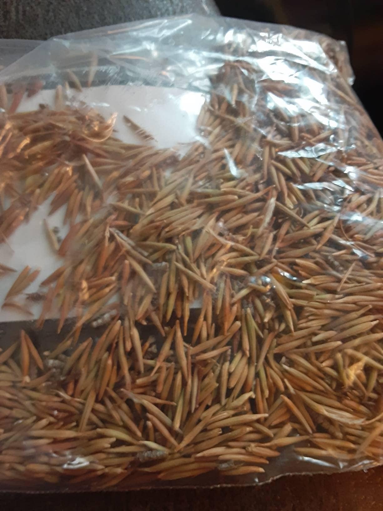 Mountain Mahogany Tree Seeds (Cercocarpus Montanus) | TreeSeedMan.Com ...