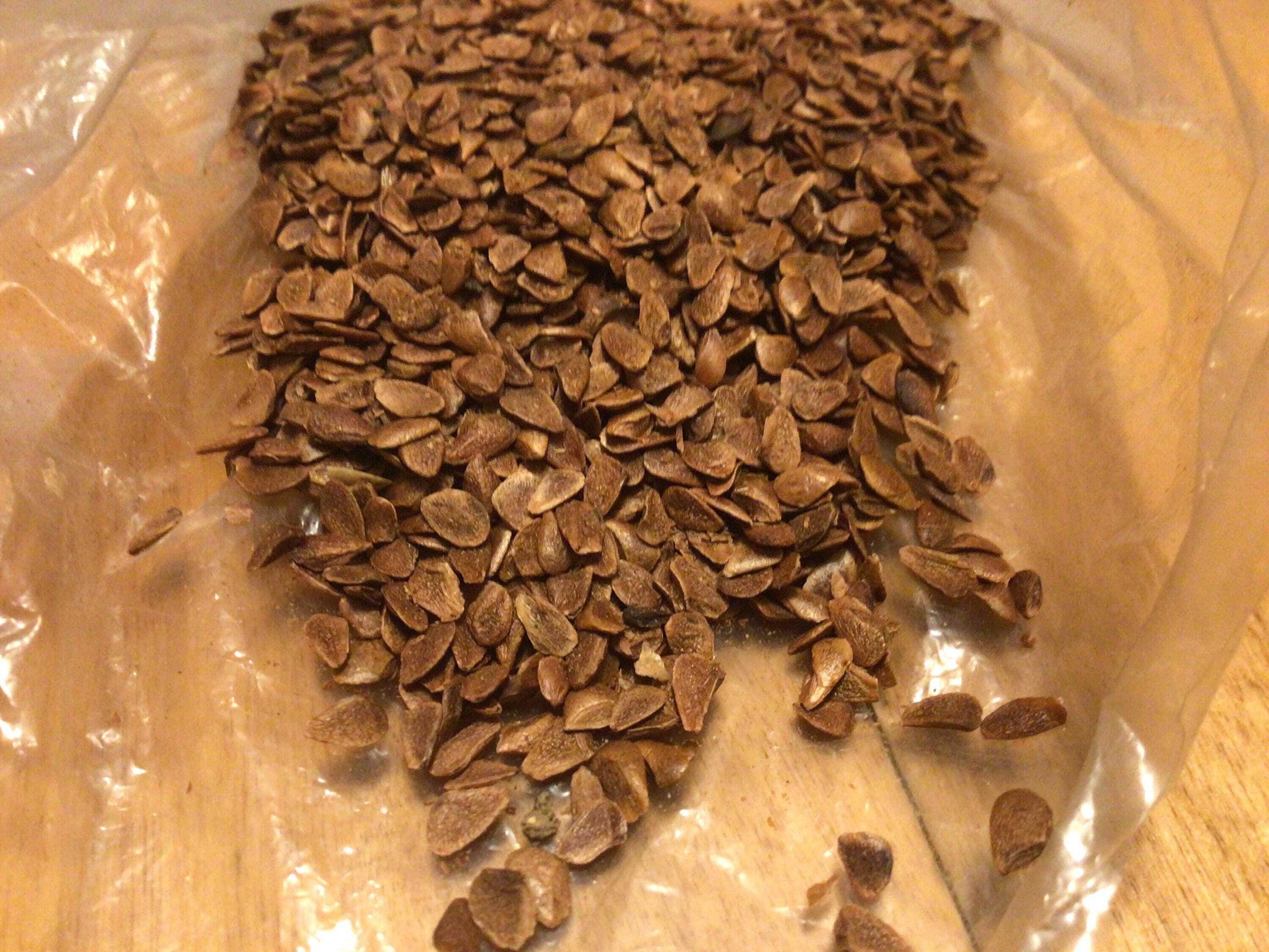 Chinese Mahogany Tree Seeds (TOONA SINENSIS) | TreeSeedMan.Com TREE ...