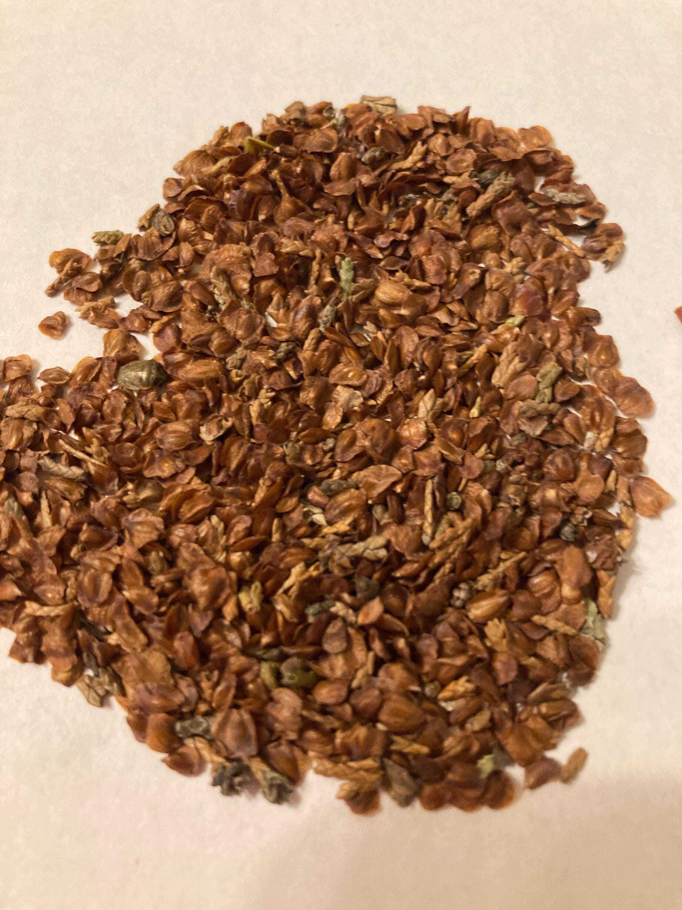 Lawson's False Cypress Tree Seeds (CHAMAECYPARIS LAWSONIANA) (Port ...