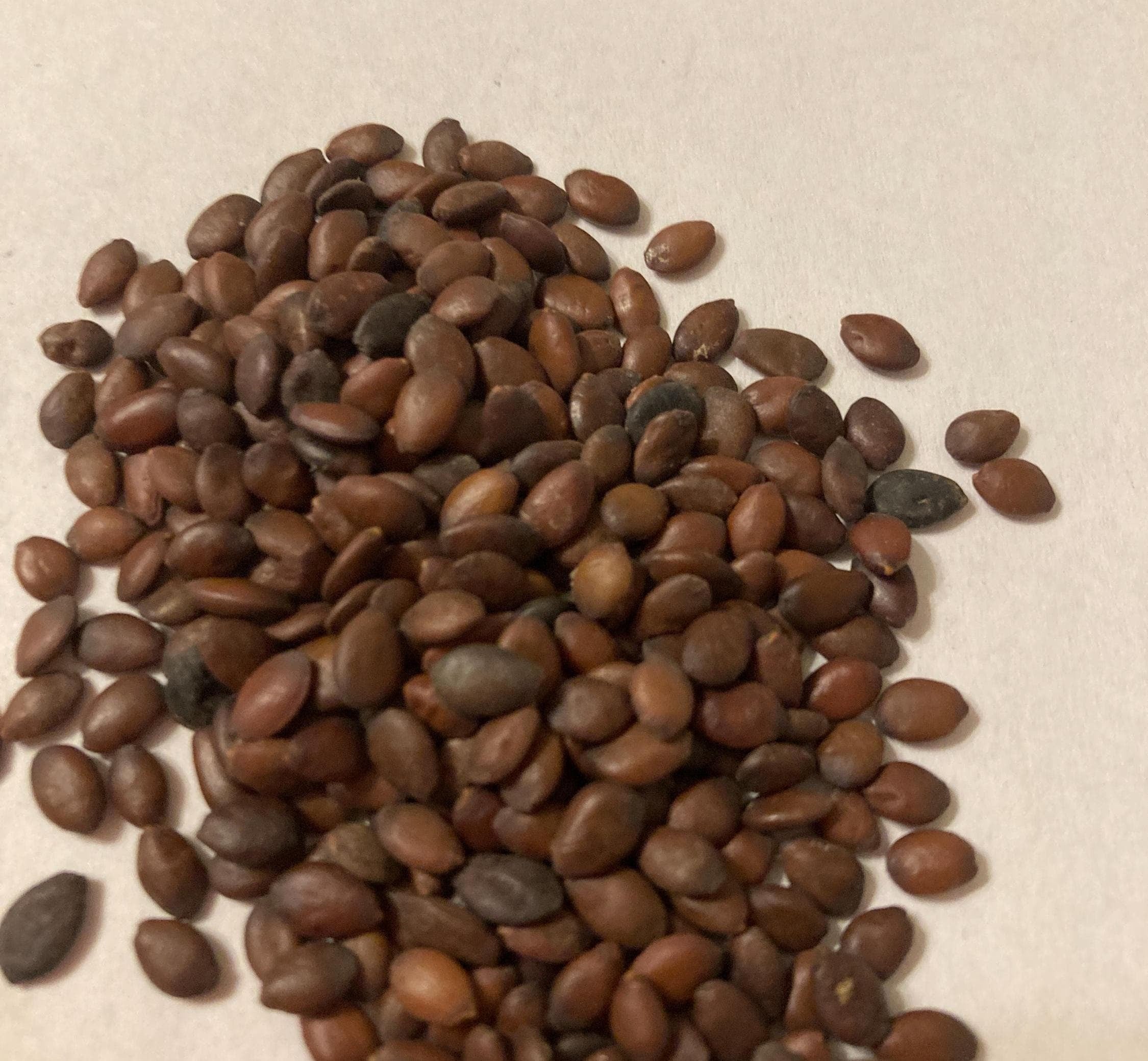 Judas Tree Seeds (CERCIS SILIQUASTRUM) (Love Tree) (Judas-tree ...