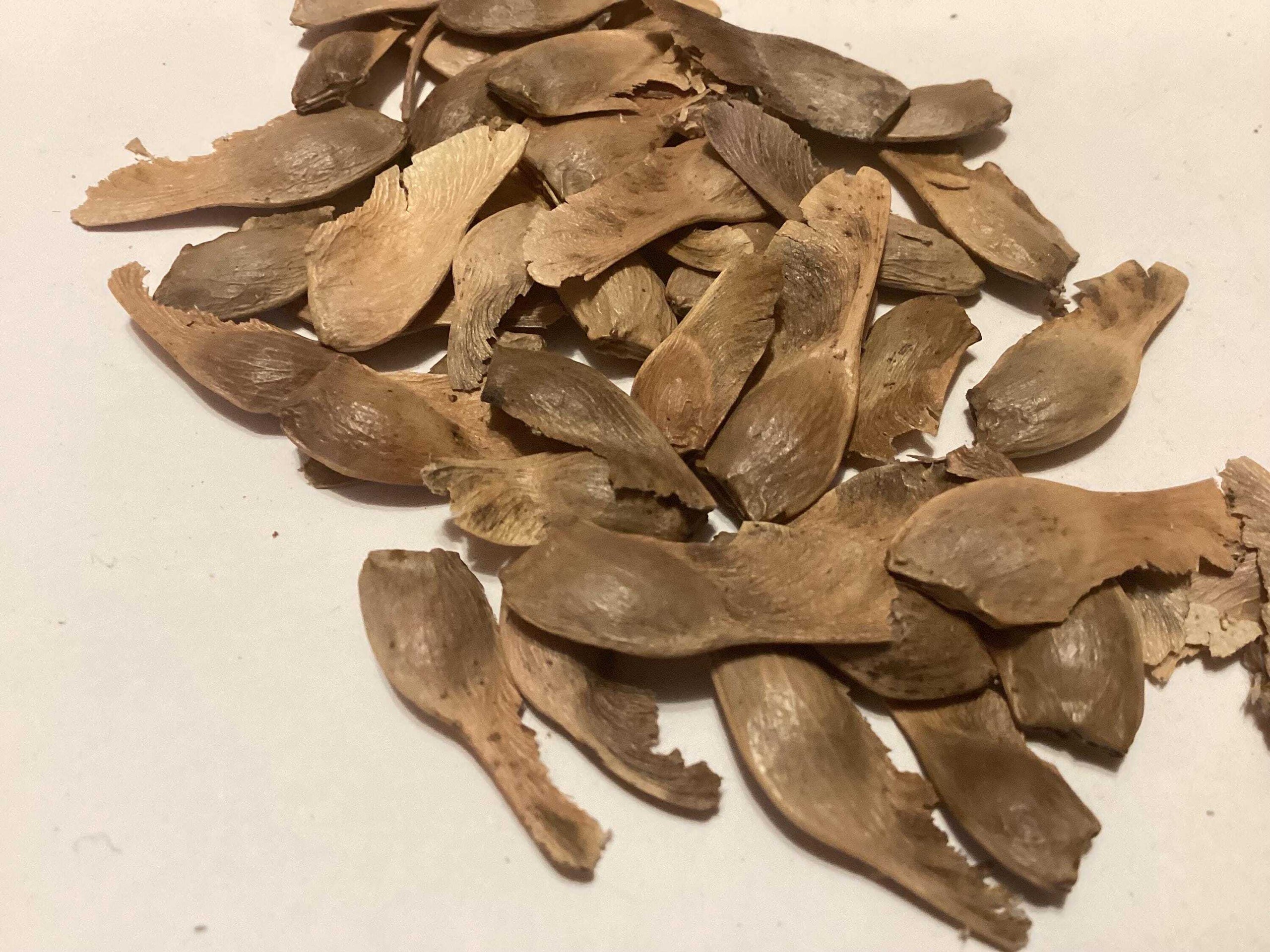 Painted Maple Tree Seeds (ACER MONO) | TreeSeedMan.Com TREE, SHRUB ...