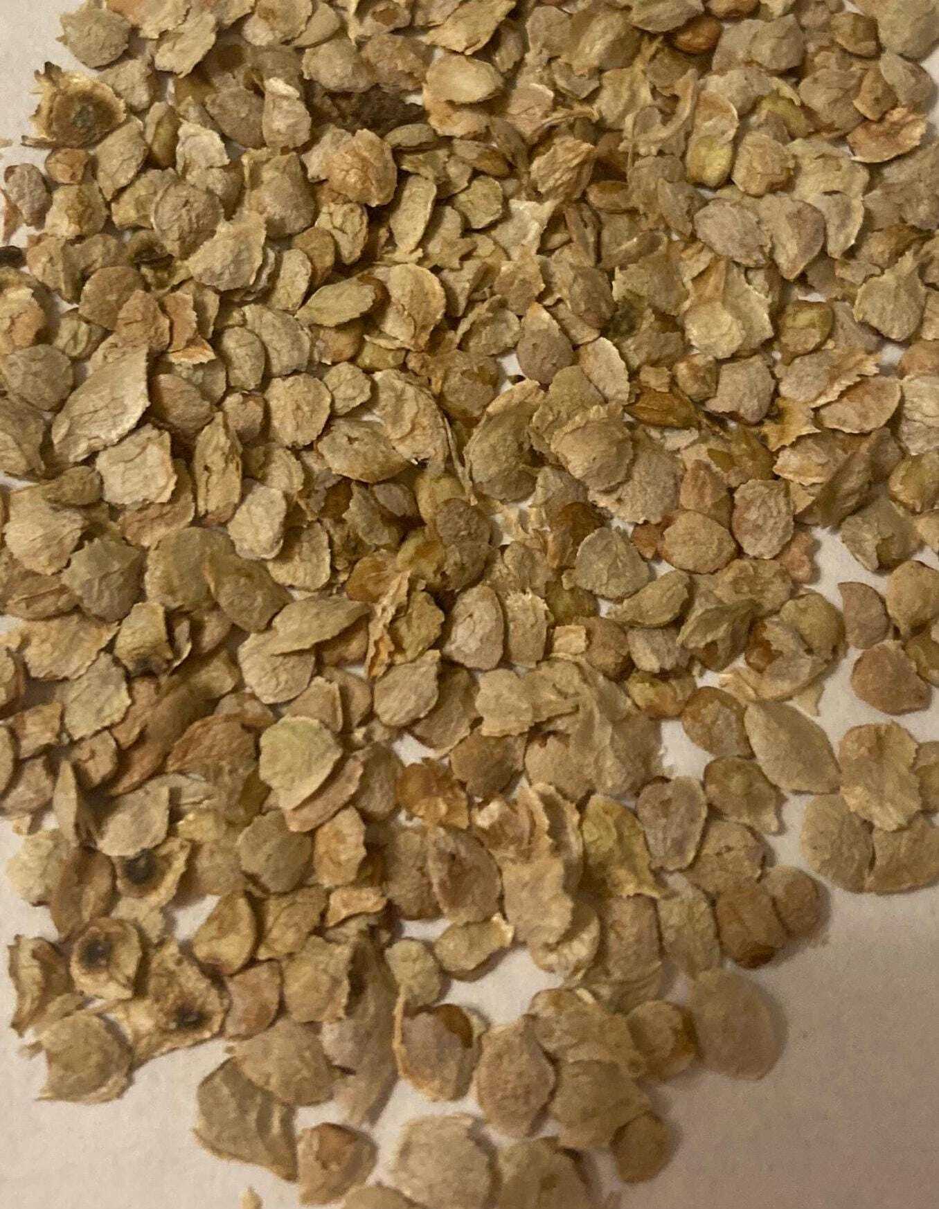 Dwarf Elm Tree Seeds (ULMUS PUMILA) ( Asiatic Elm, Siberian Elm ...